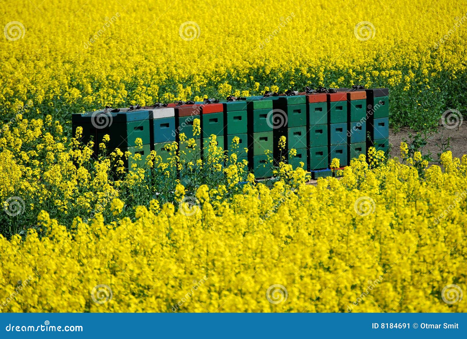 A Row Of Bee Hives In A Field. The Beekeeper In The Field Of Flowers ...