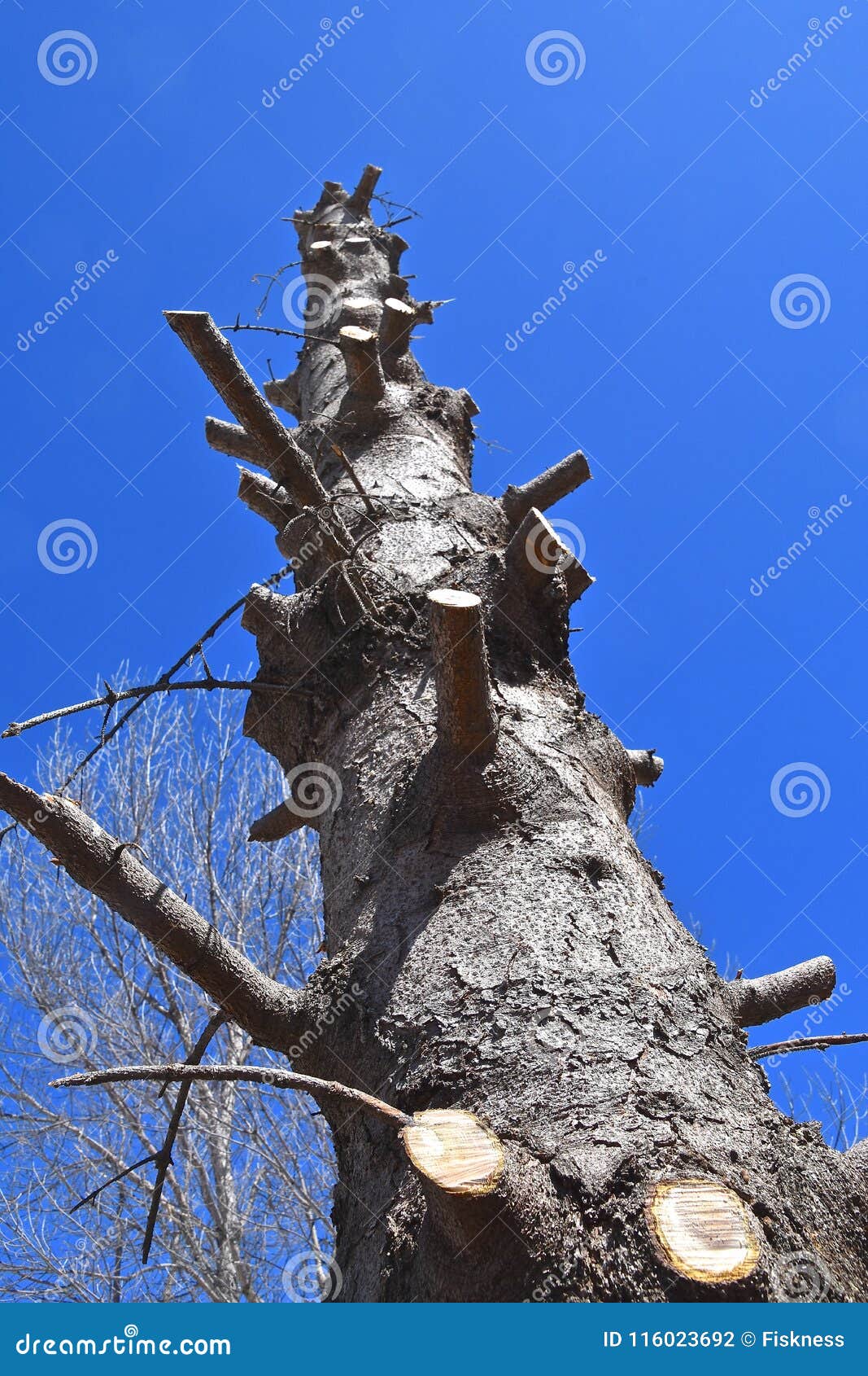 Removal of Branches from a Pine Tree Trunk Stock Photo - Image of ...