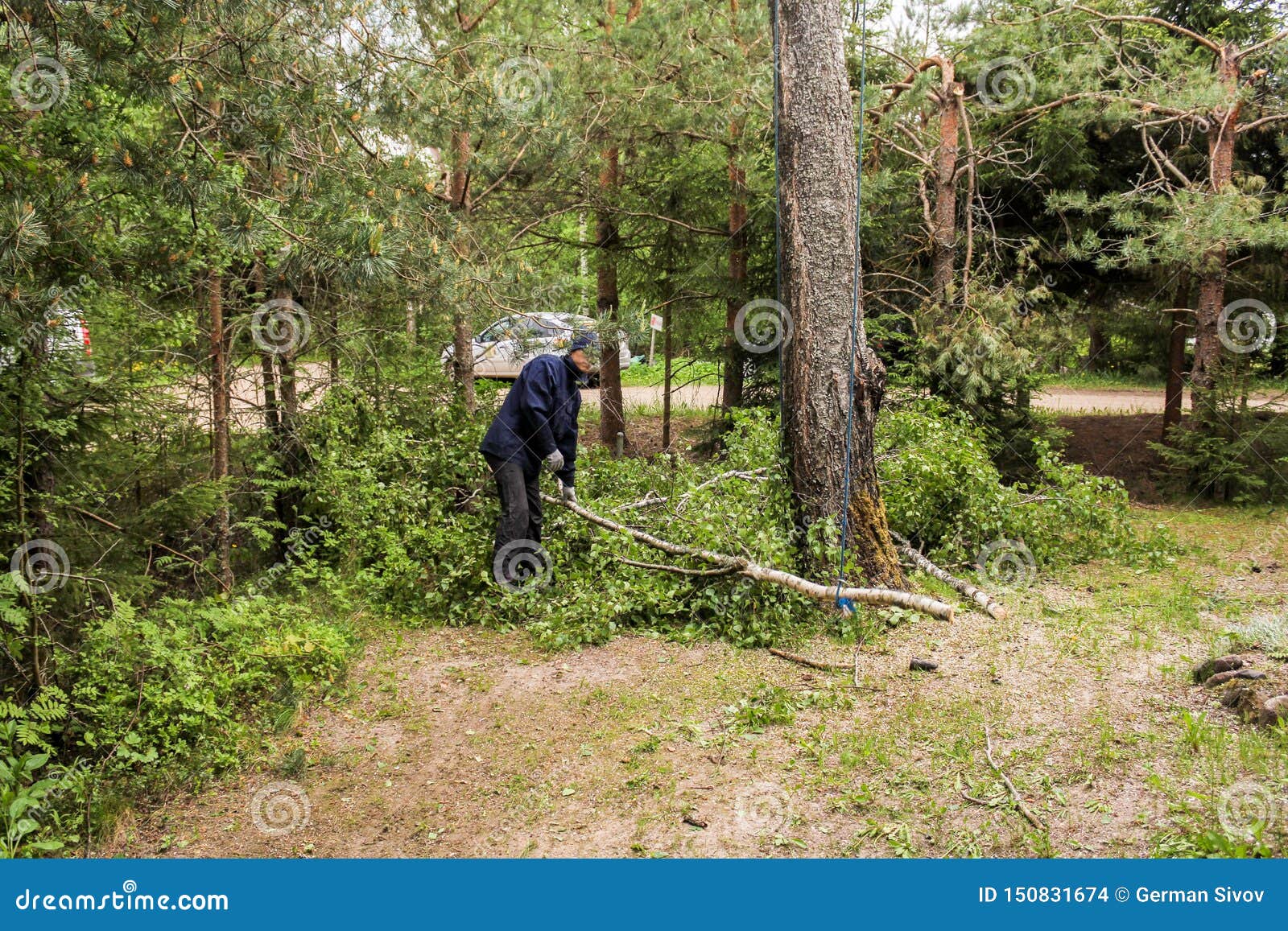 Worker with Branches Near the Tree Editorial Stock Image - Image of ...