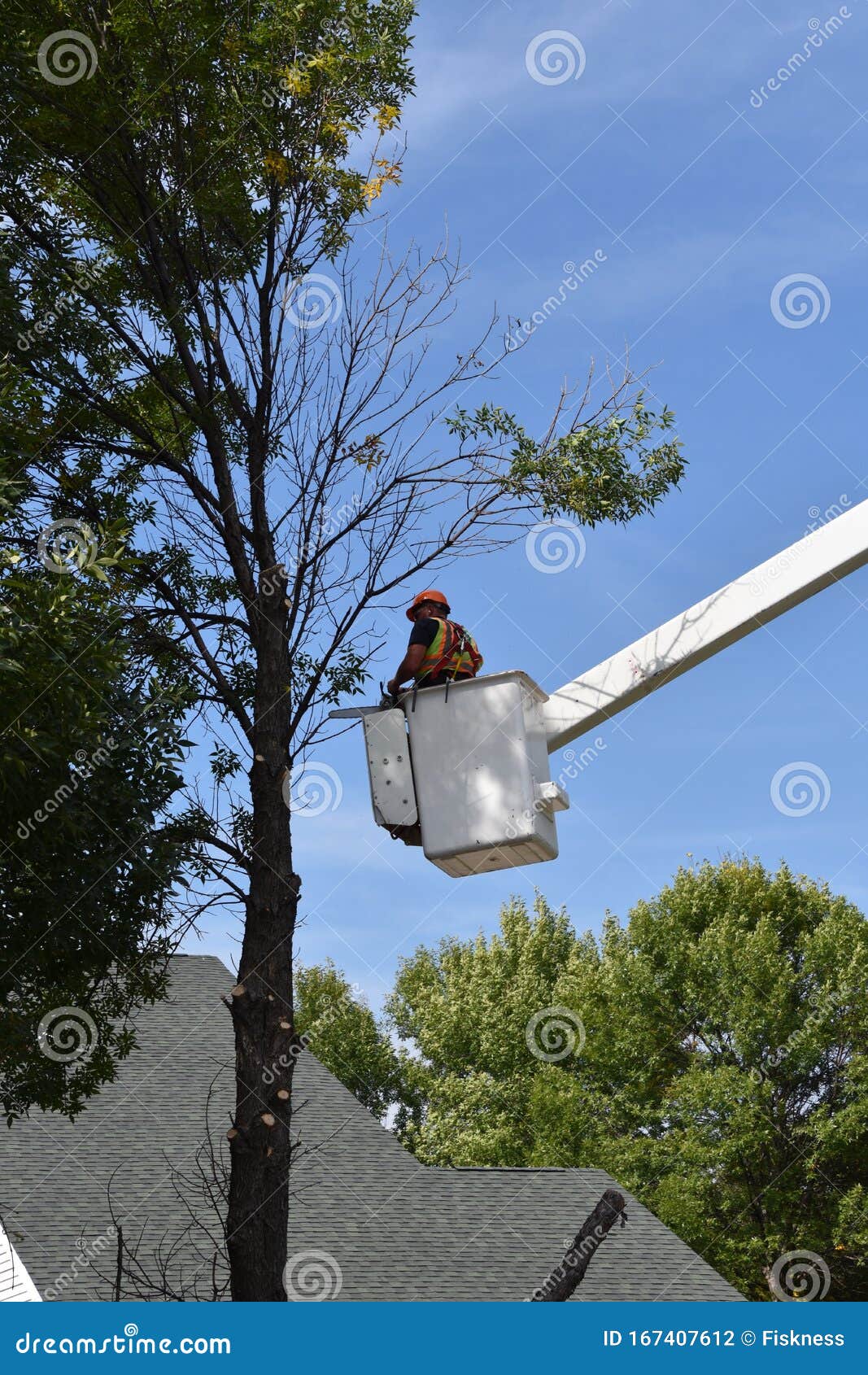Using a Boom and Chainsaw To Remove a Tree Stock Photo - Image of ...