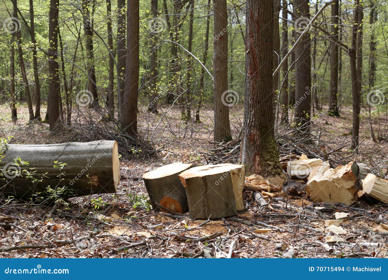 Removal of Trunks and Trees in a Forest and Deforestation Stock Photo ...