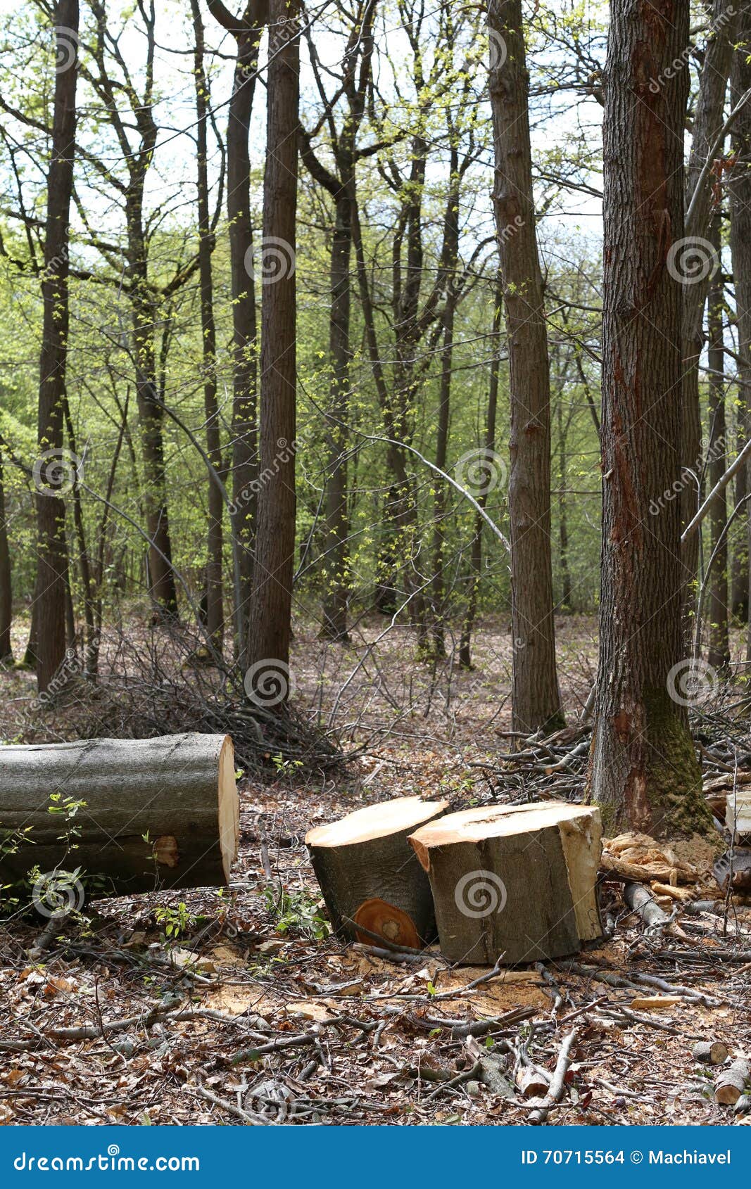 Removal of Trunks and Trees in a Forest and Deforestation Stock Photo ...