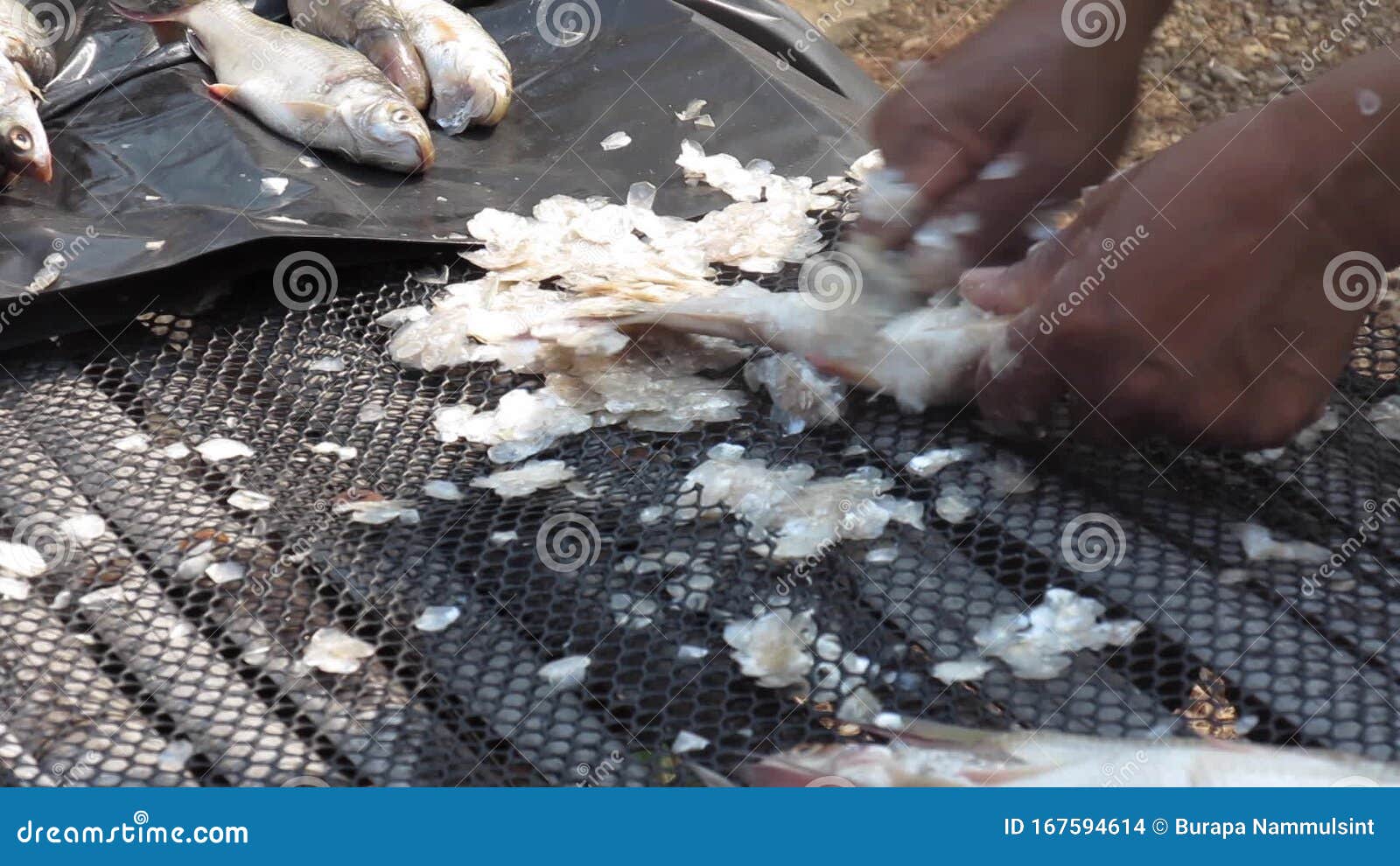 Remove the fish scales stock footage. Video of marine - 167594614