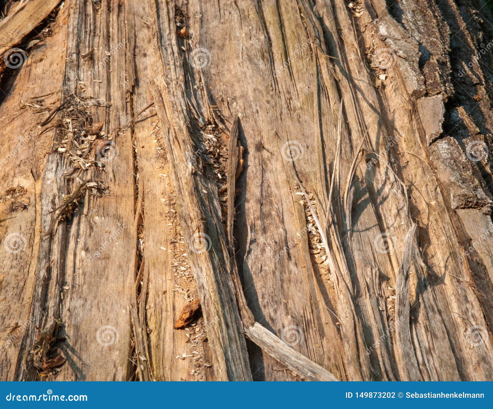 Removed Bark and Splintered Wood Stock Photo - Image of industry ...