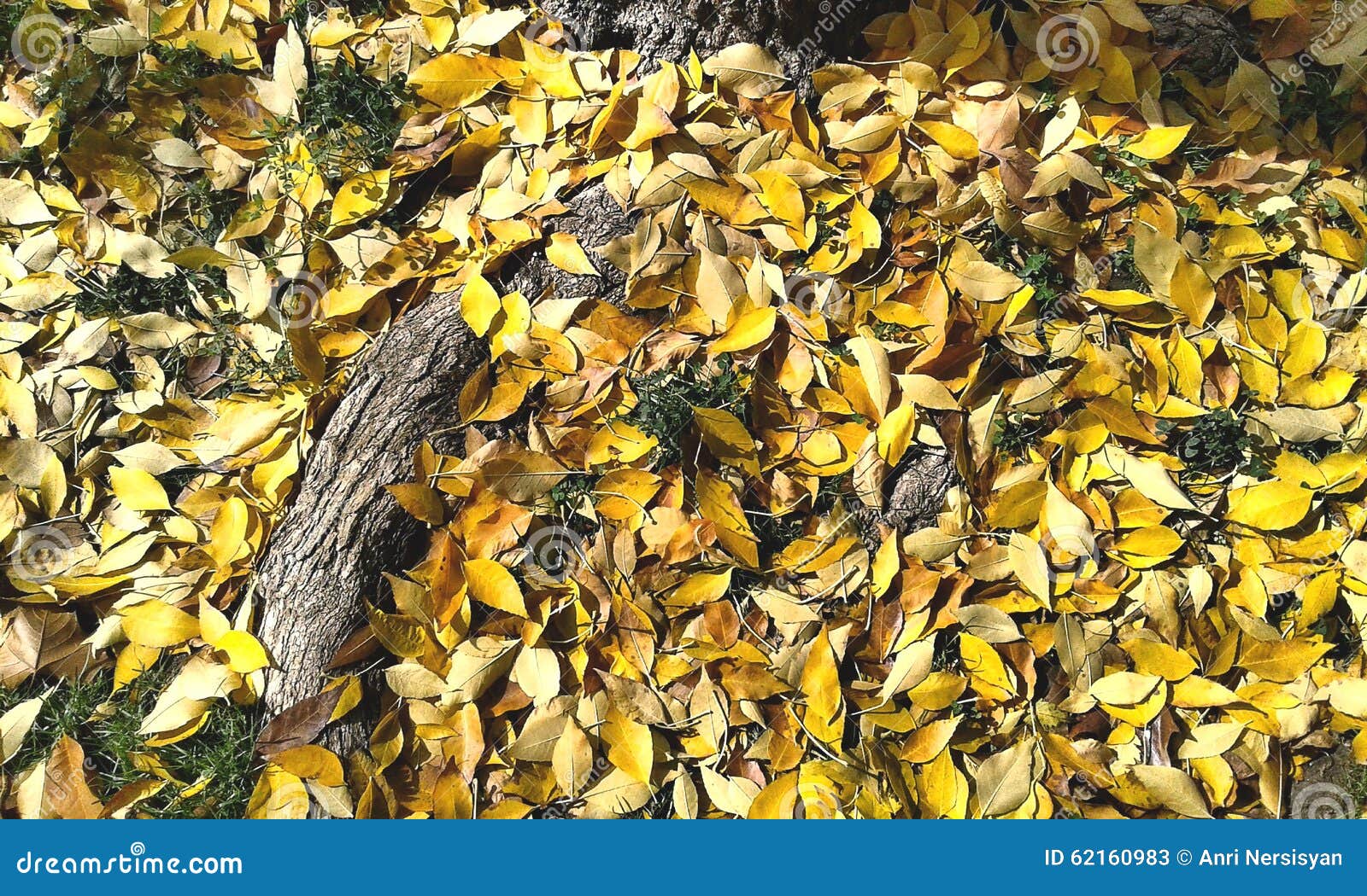 Removed clothes stock image. Image of autumn, nature - 62160983