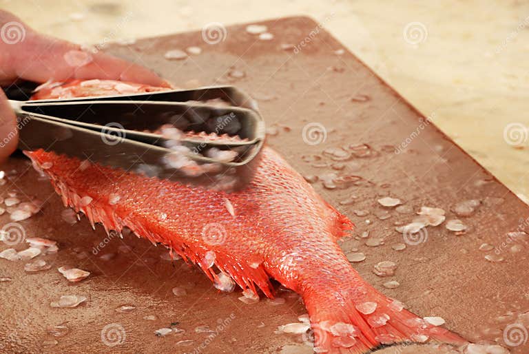 Removing fish scales stock image. Image of retail, selling - 4137607