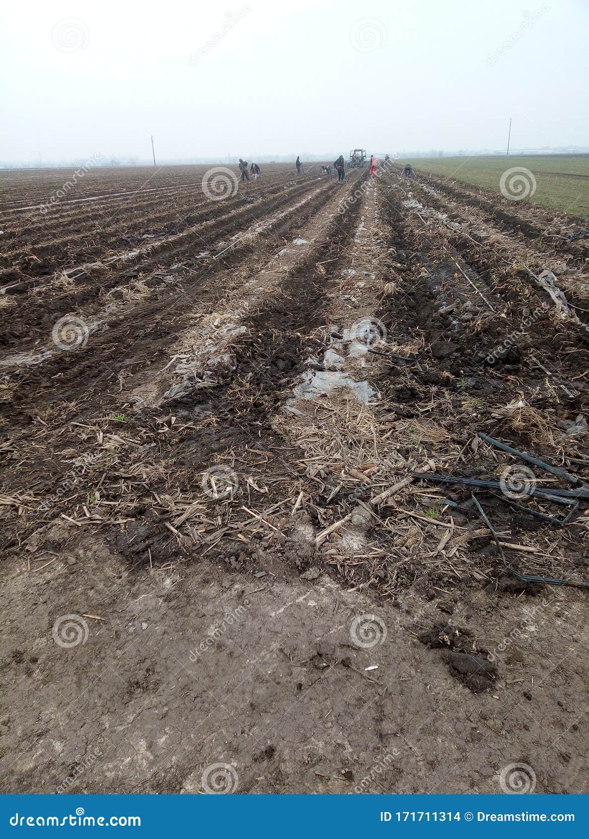 Removing Foil and the Hoose from the Feild Editorial Stock Image ...