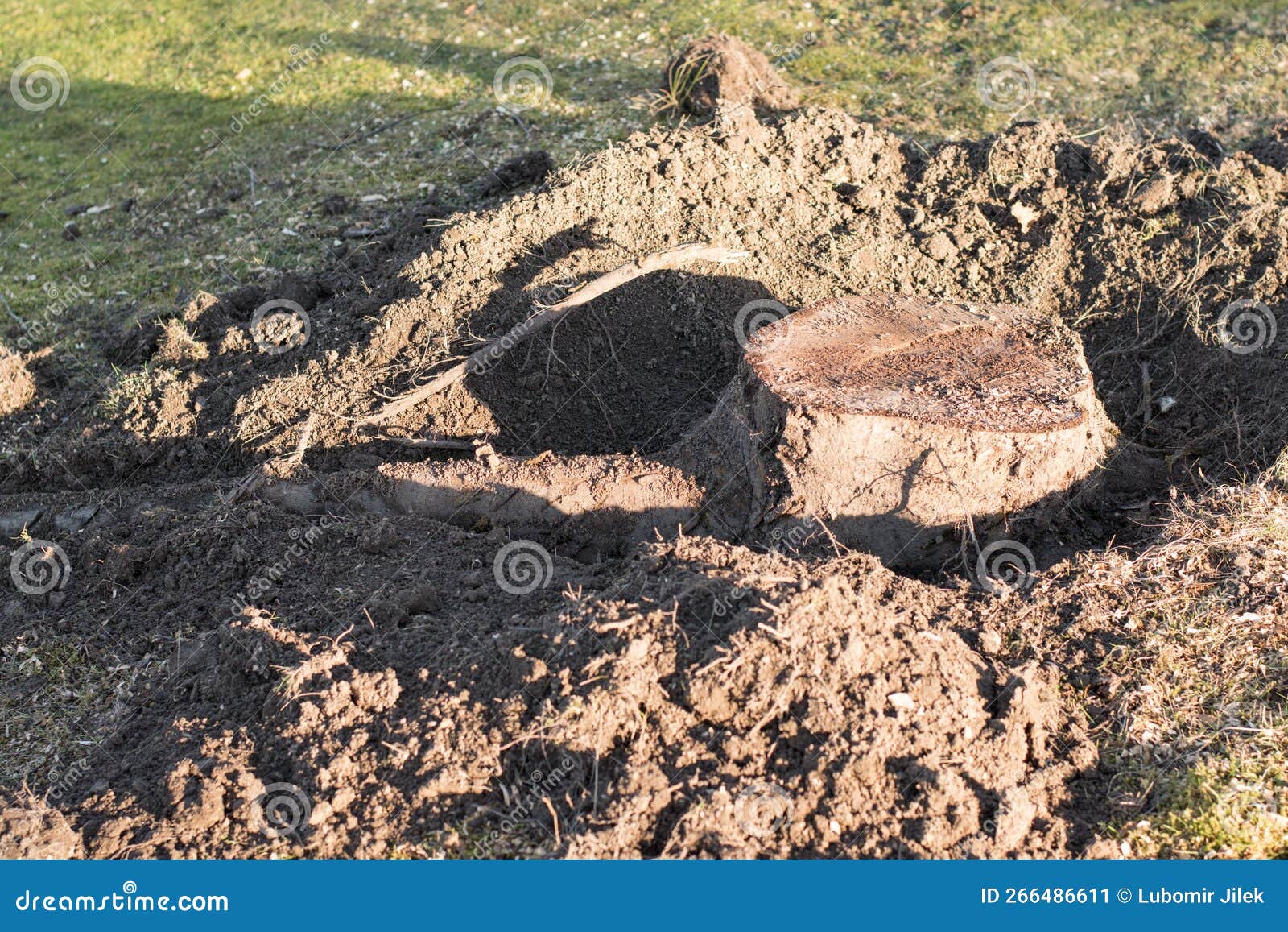 Removing an Old Stump in the Garden. Excavated Dirt from Tree Stump ...