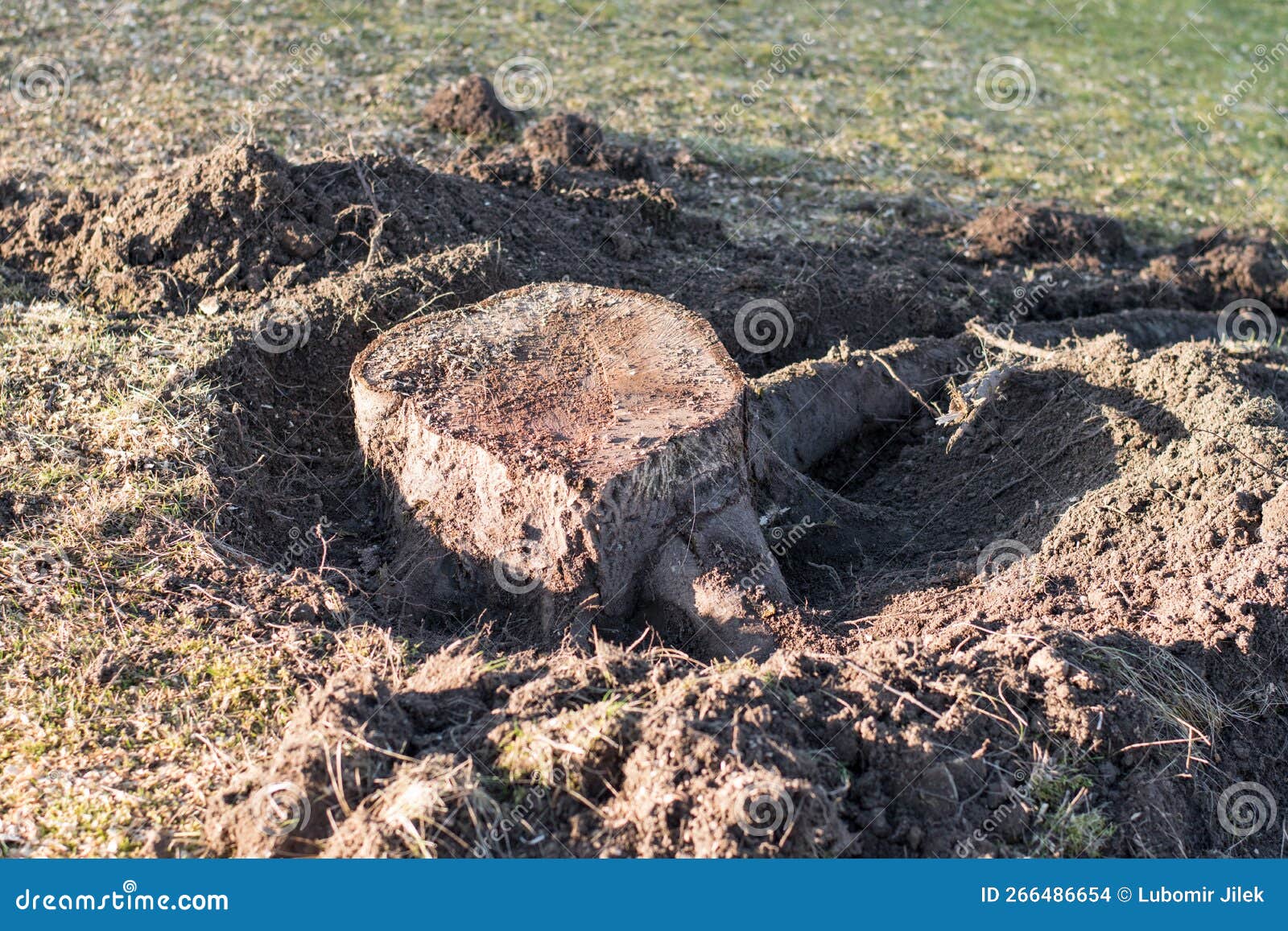 Removing an Old Stump in the Garden. Excavated Dirt from Tree Stump ...