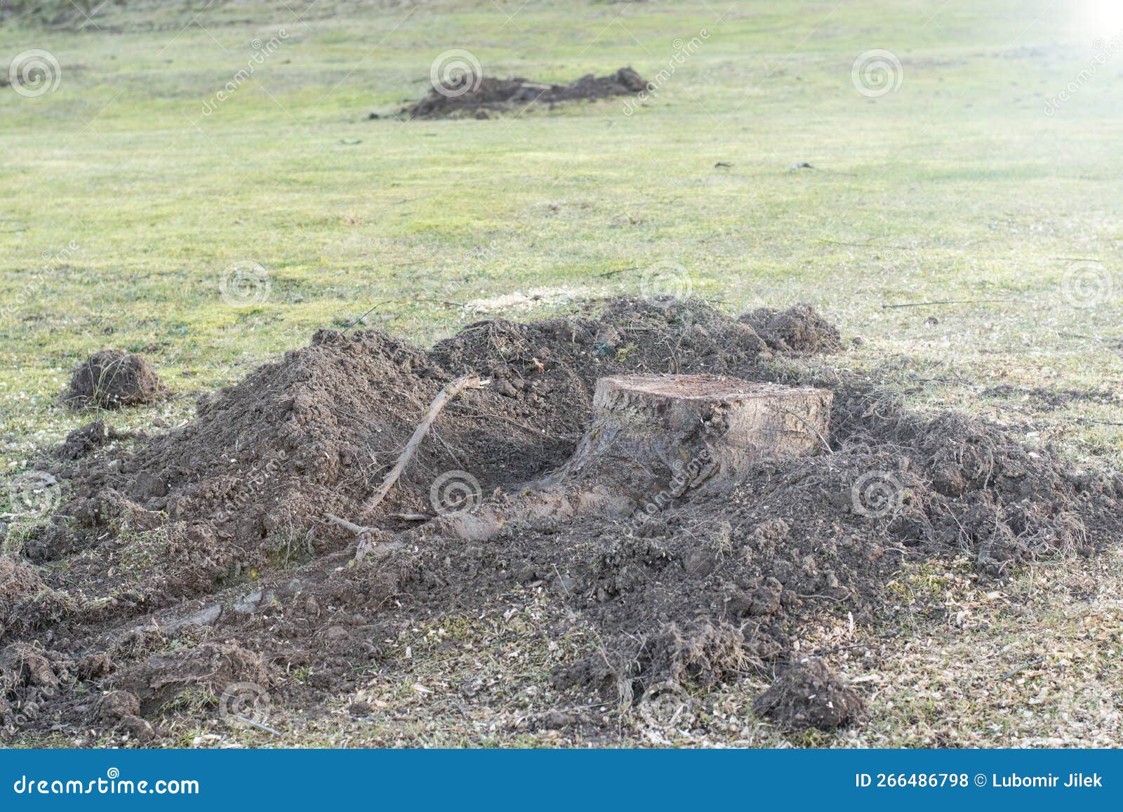 Removing an Old Stump in the Garden. Excavated Dirt from Tree Stump ...