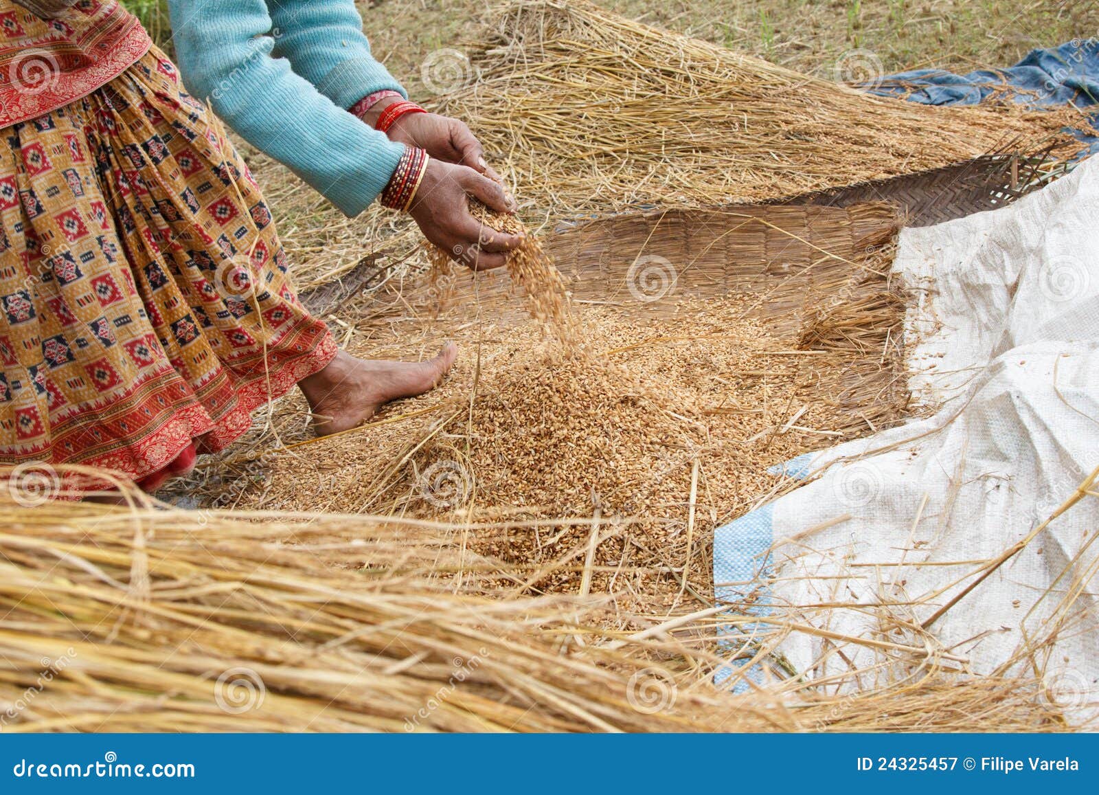 Removing Rice From The Rice Plant Pokhara, Nepal Royalty-Free Stock ...