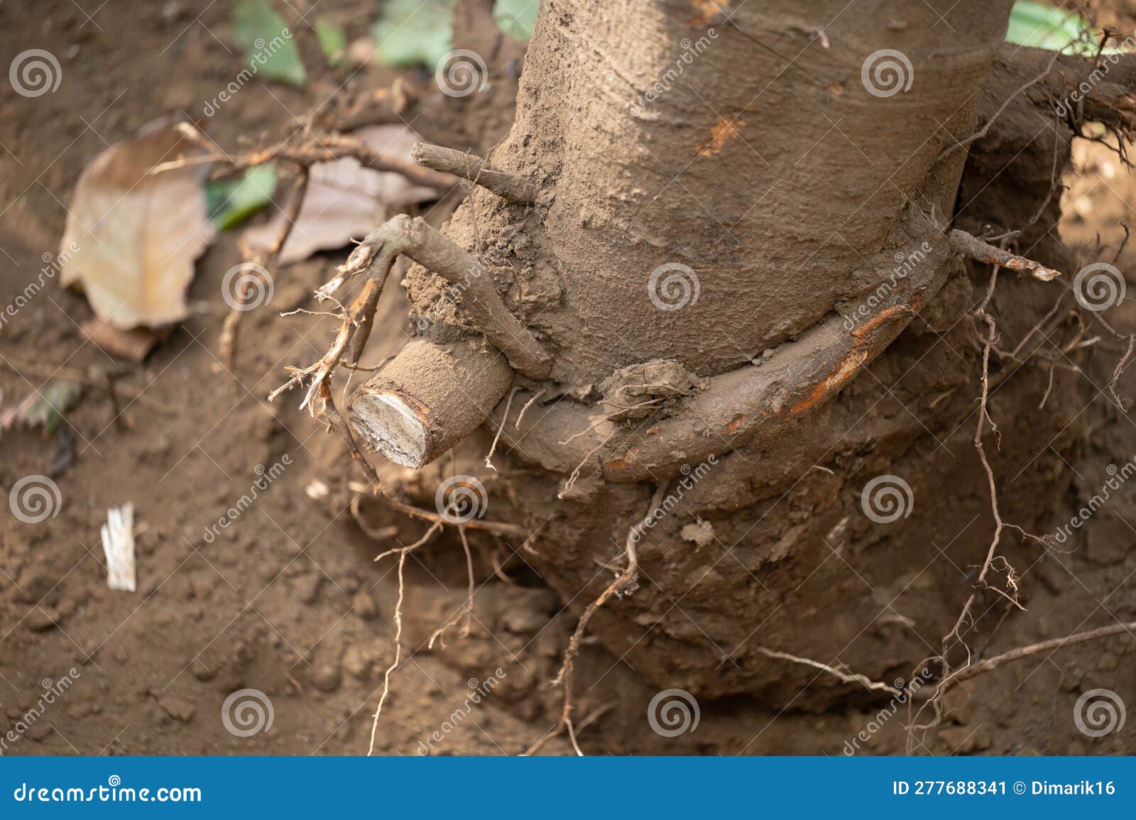Removing Tree Trunk from Ground Stock Image - Image of removal, trunk ...