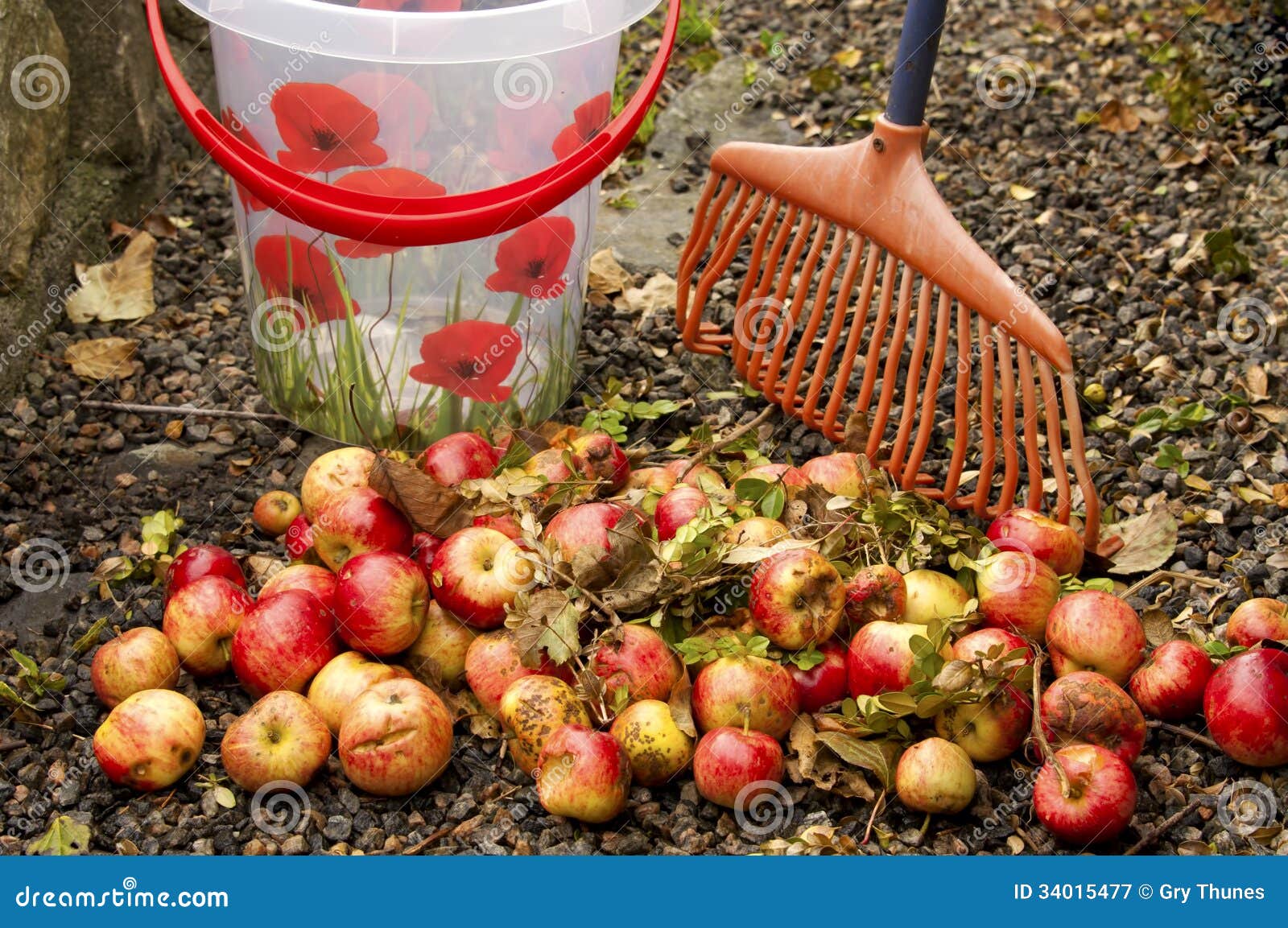 Removing windfall apples stock image. Image of fruit - 34015477