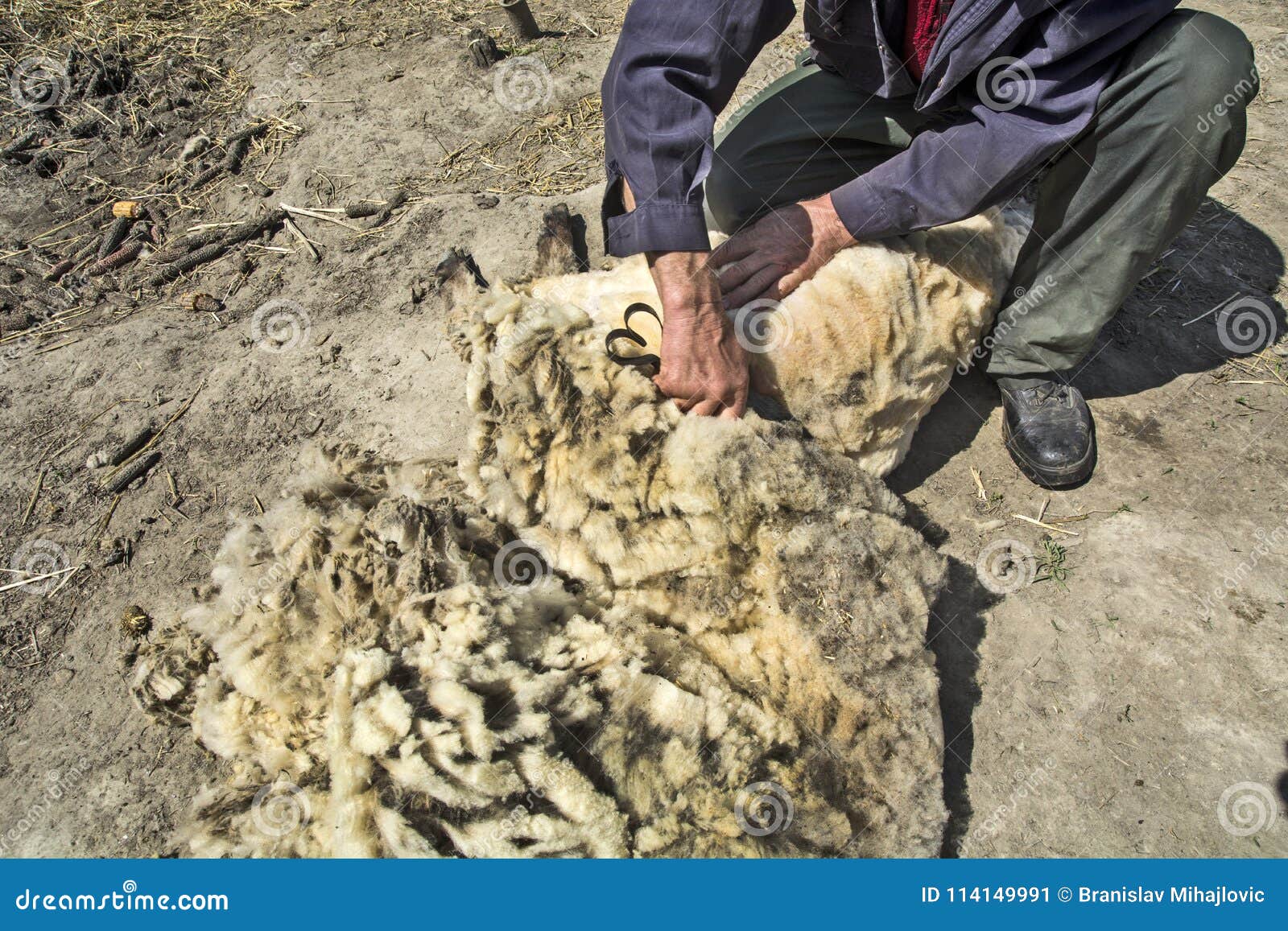 Removing a Wool with the Sheep Stock Image - Image of breed, cute ...