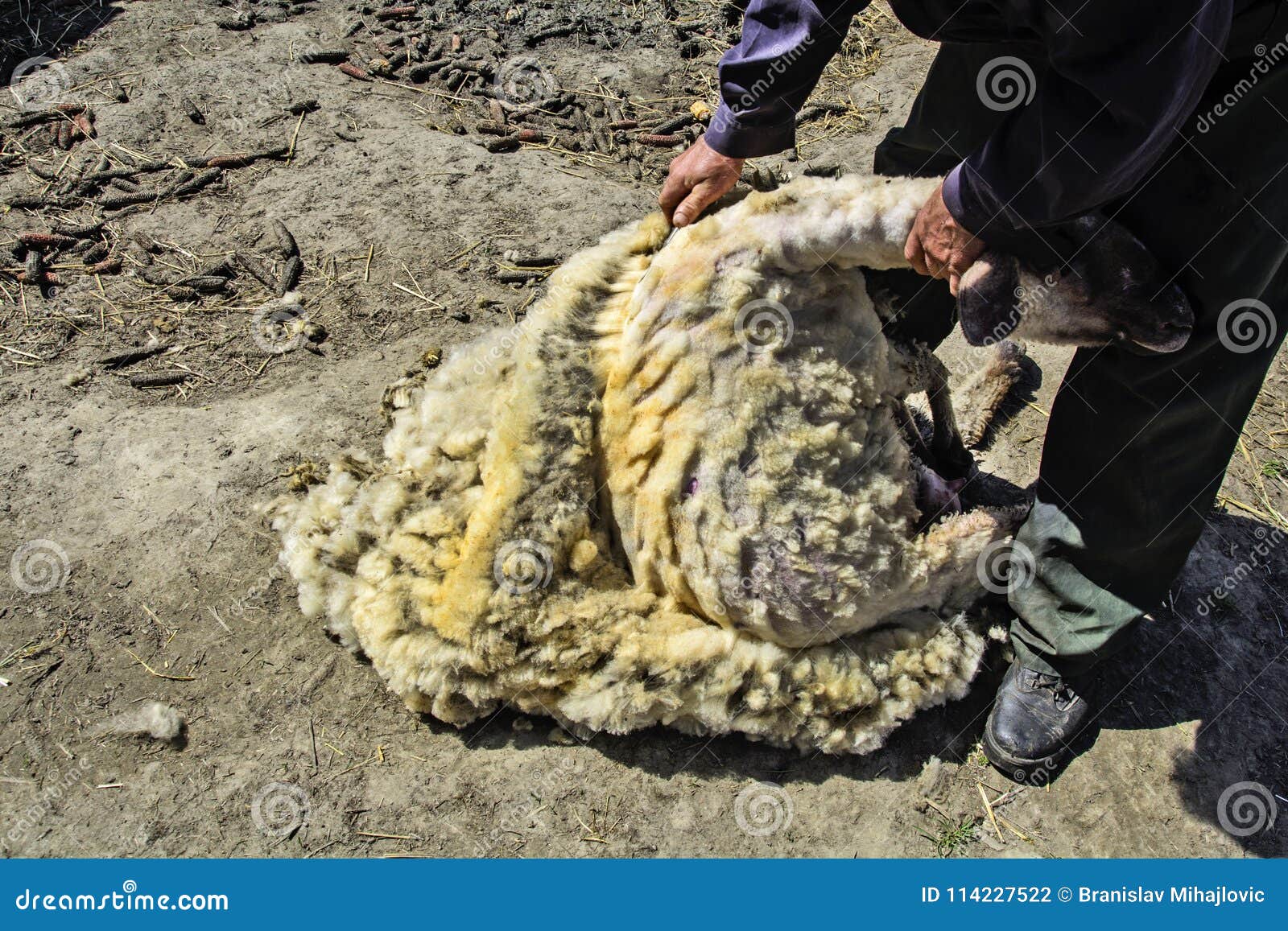 Removing a Wool with the Sheep Stock Photo - Image of profession ...