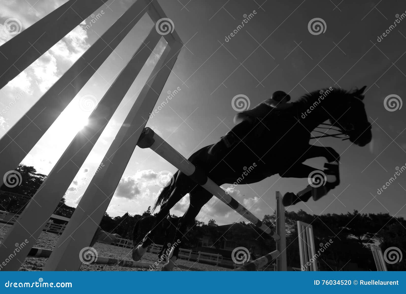 Remy jumping a fence stock photo. Image of pole, action - 76034520