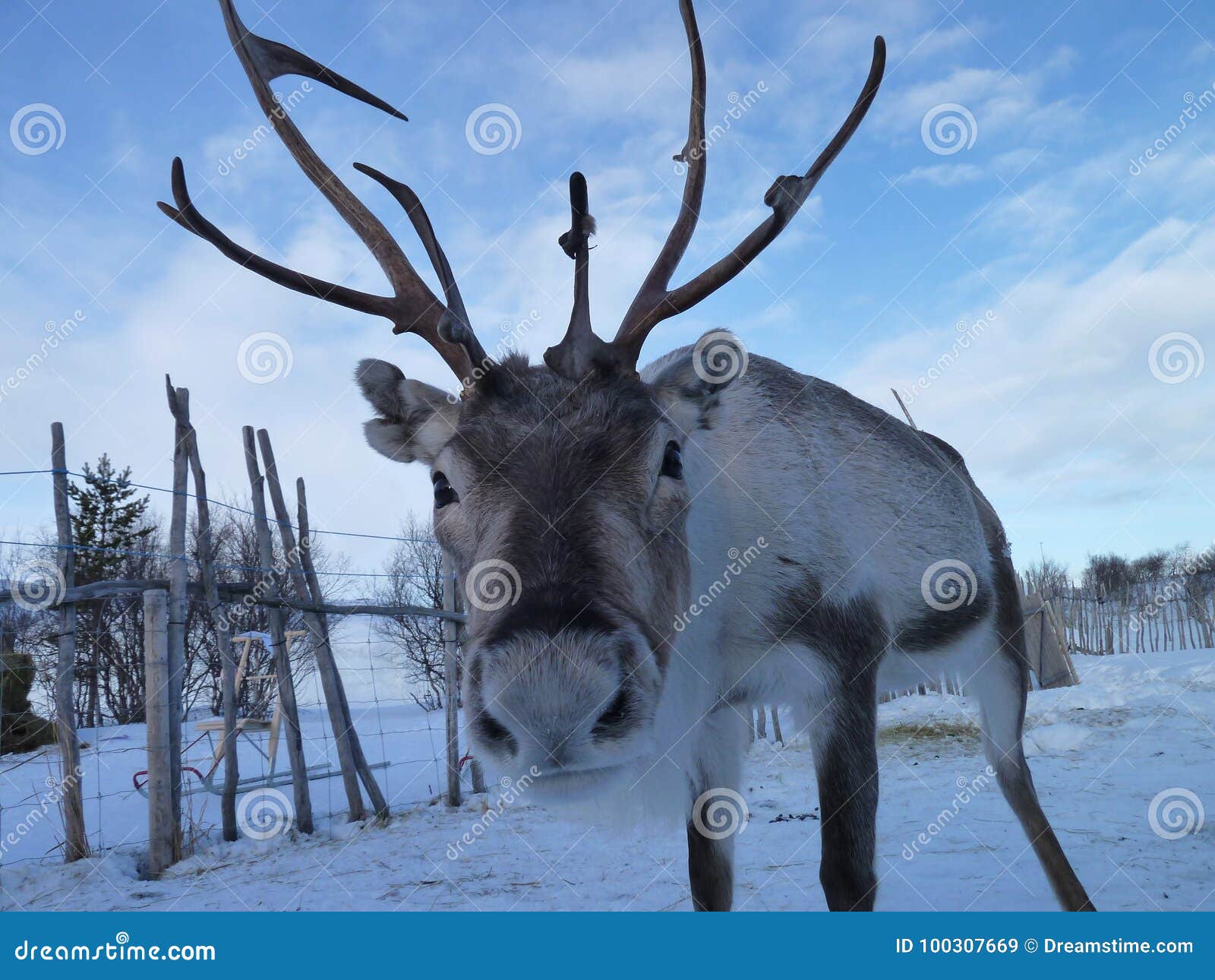 Ren fotografering för bildbyråer. Bild av rudolph, norrväg - 100307669