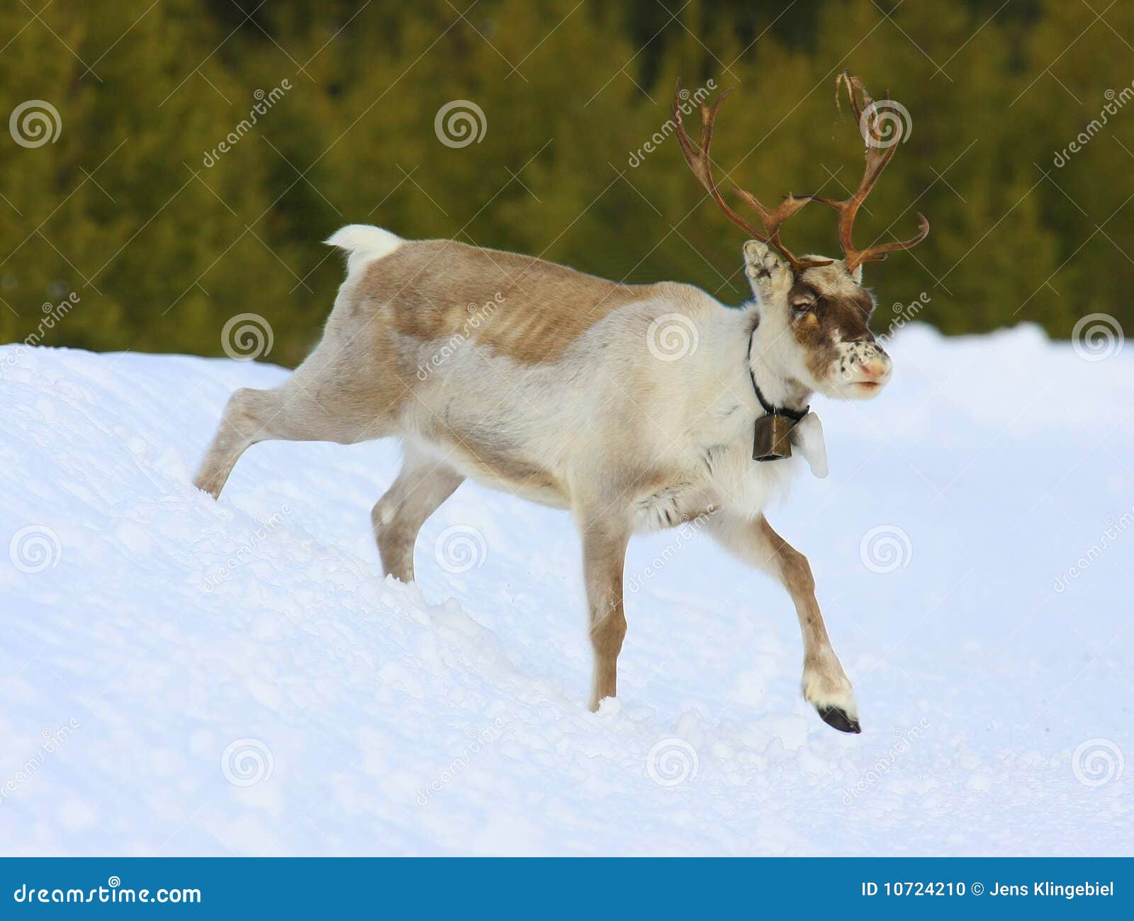 Ren arkivfoto. Bild av snö, horn, kyligt, vild, päls - 10724210