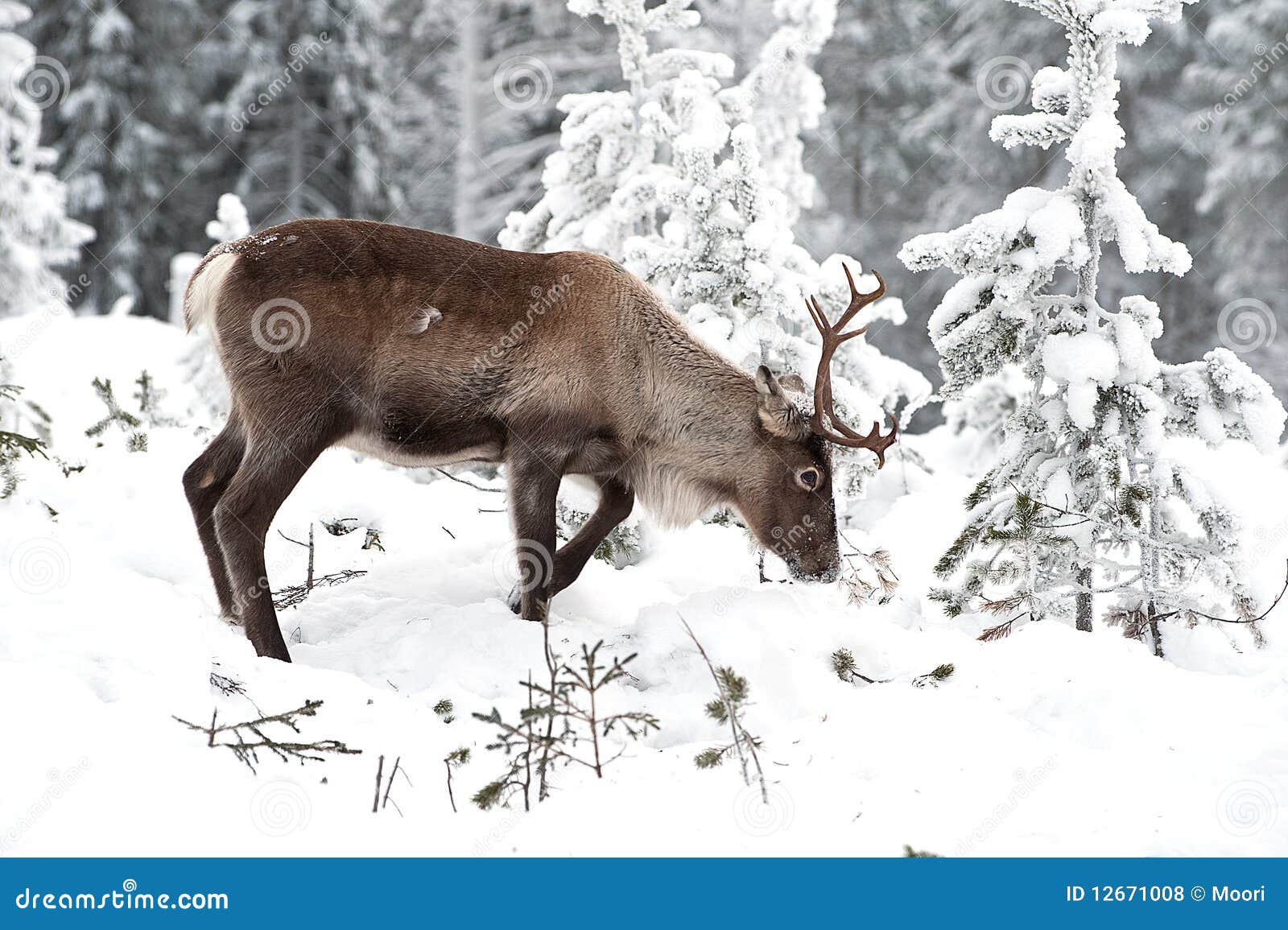 Ren stockfoto. Bild von schnee, nord, winter, wild, geweih - 12671008