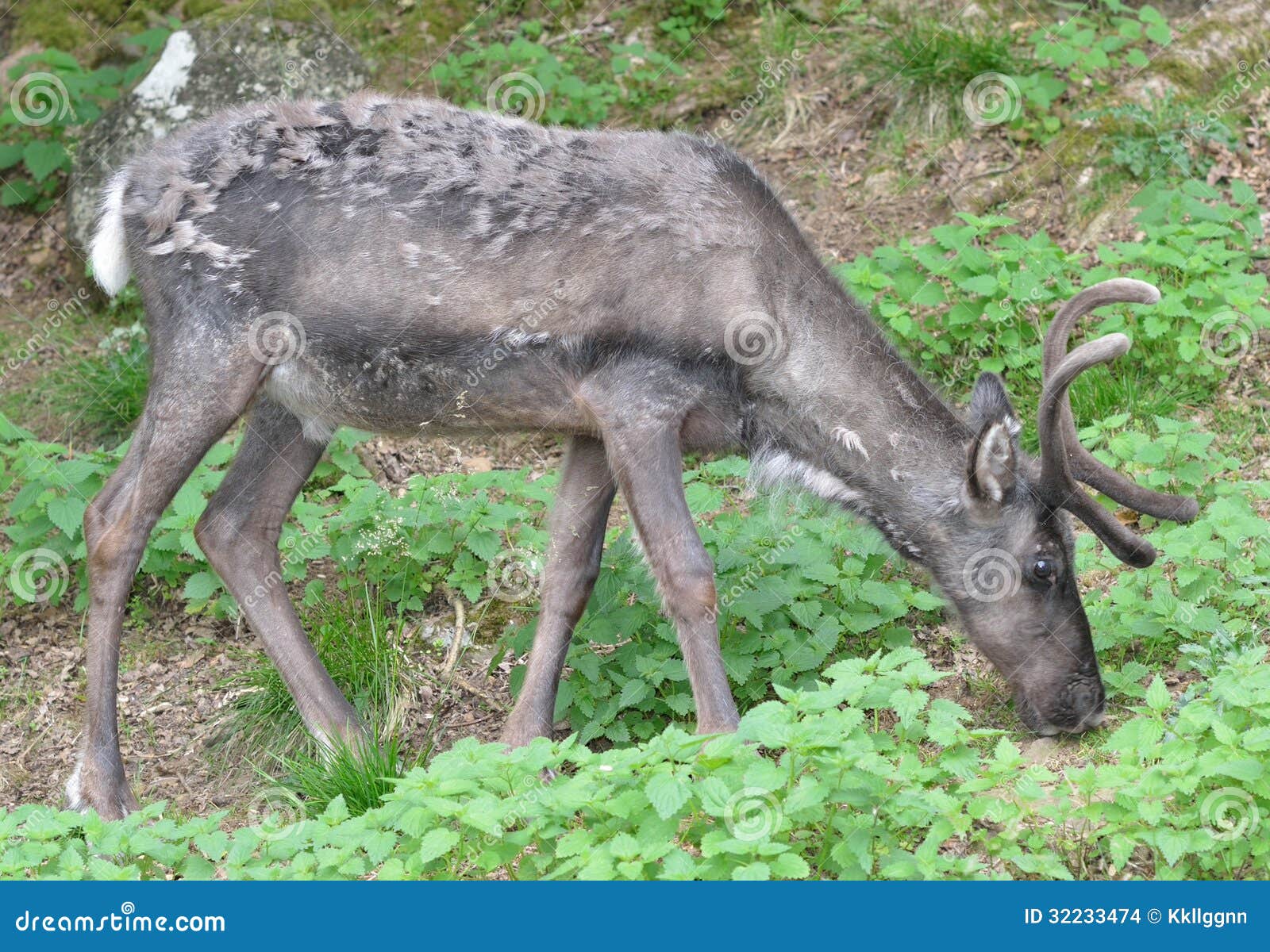 Ren stockfoto. Bild von rudolf, sankt, karibu, geweihe - 32233474