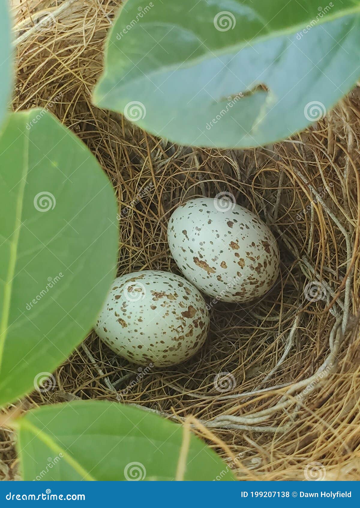 Ren Egg Stock Photos - Free & Royalty-Free Stock Photos from Dreamstime