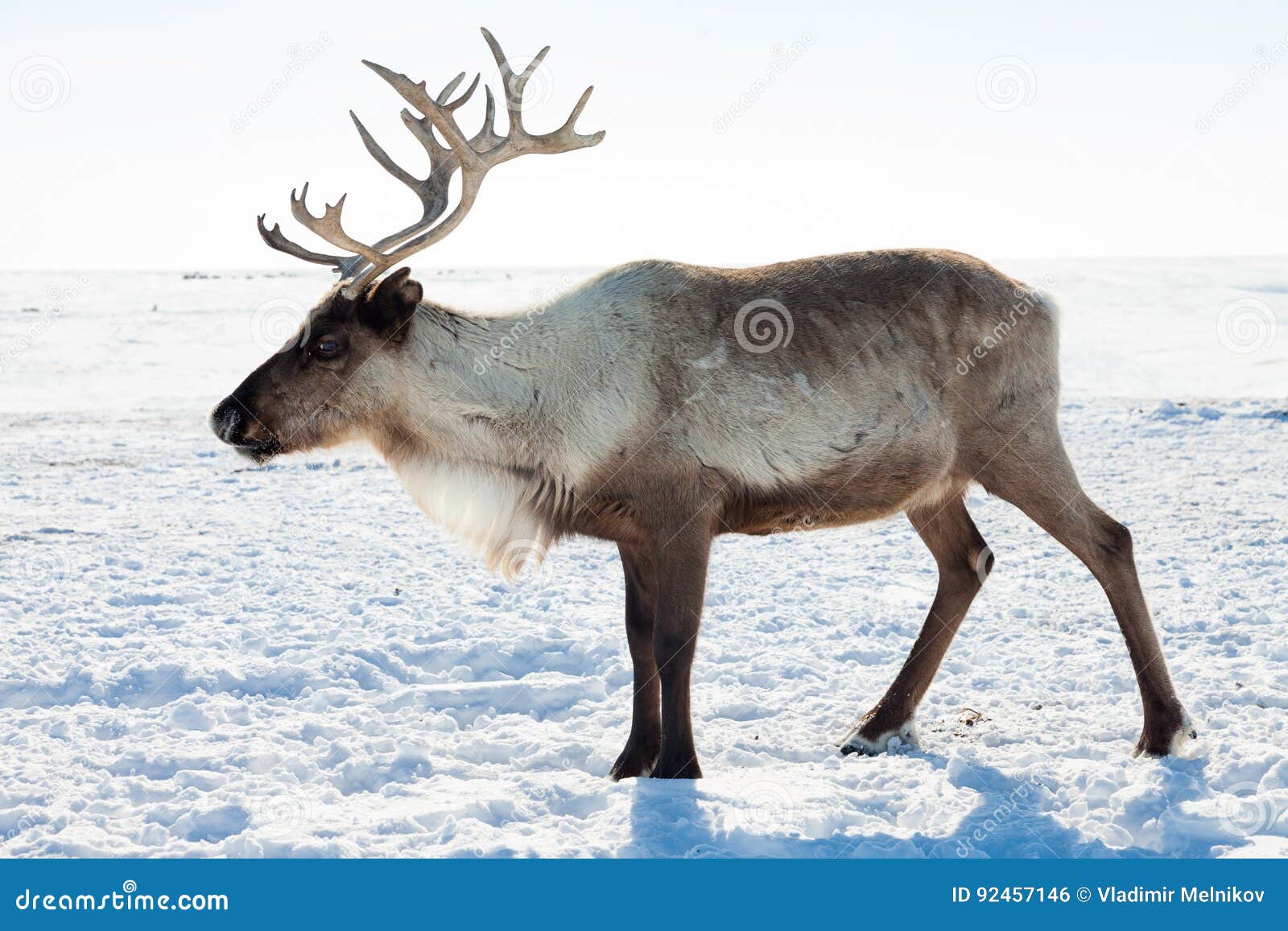Ren i vintertundra arkivfoto. Bild av zoologi, nordligt - 92457146