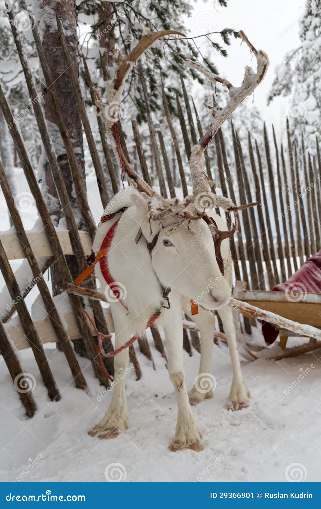 Ren Im Winter am Polaren Kreis. Stockbild - Bild von elche, kopf: 29366901