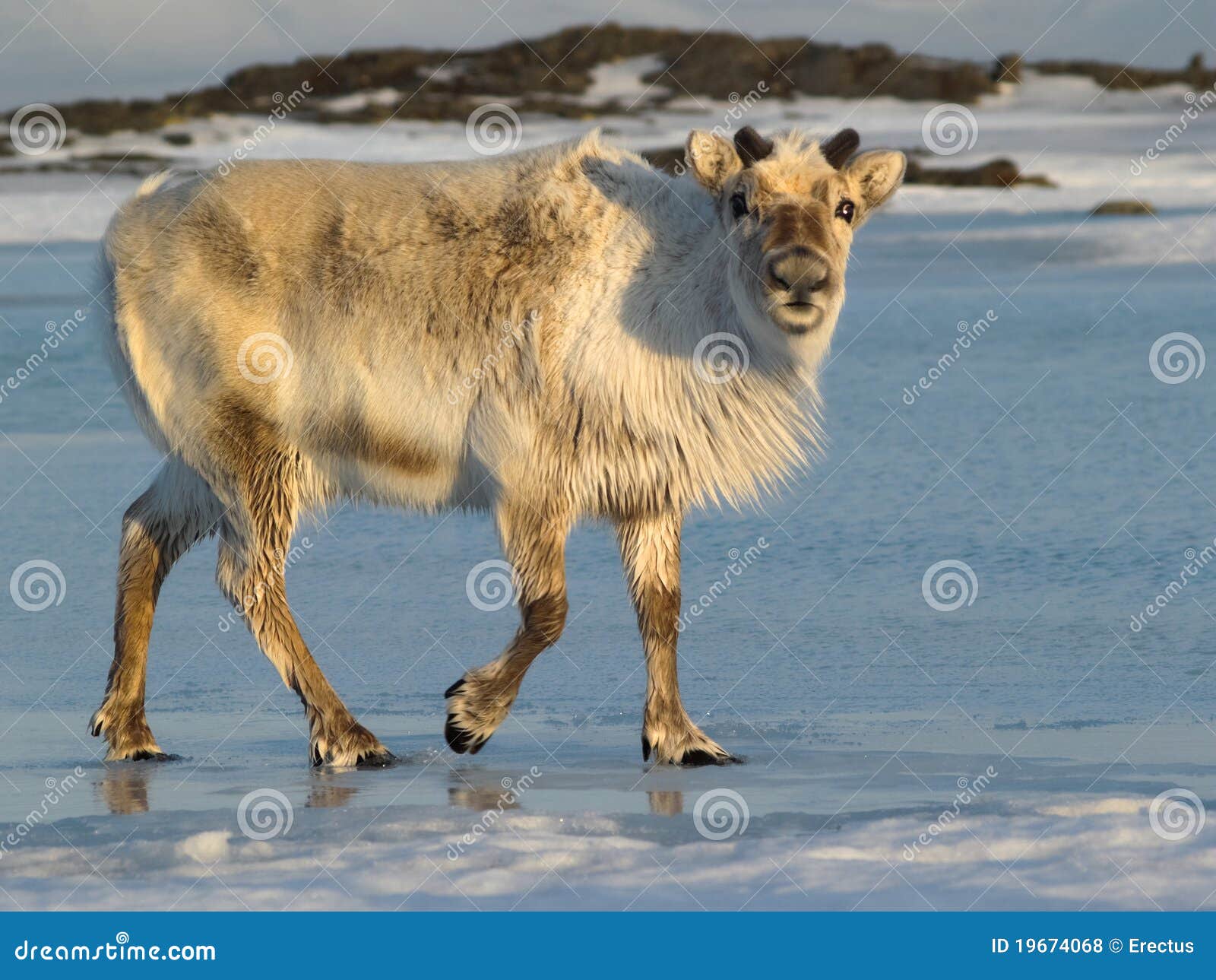 Ren - Svalbard, arktisch stockfoto. Bild von arktisch - 19674068