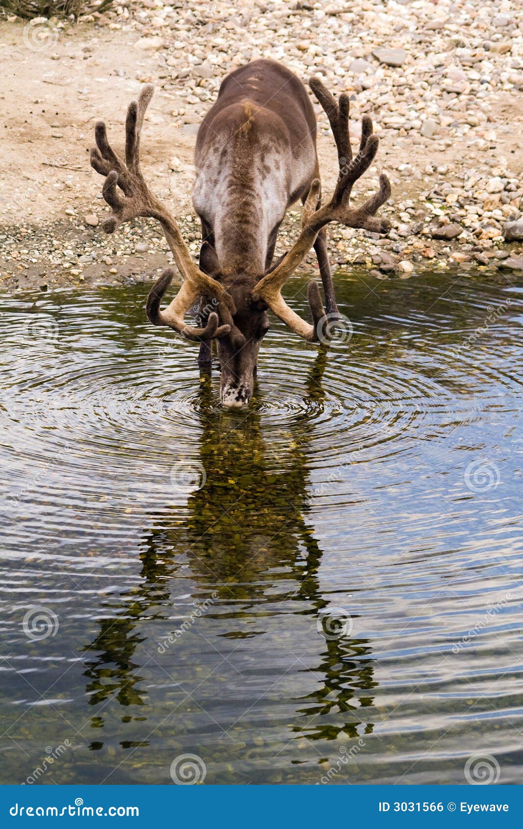 Rena que bebe no rio foto de stock. Imagem de curso, chifre - 3031566