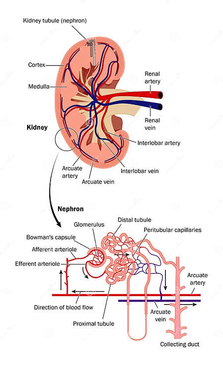 Renal blood flow stock vector. Illustration of glomerulus - 12522874