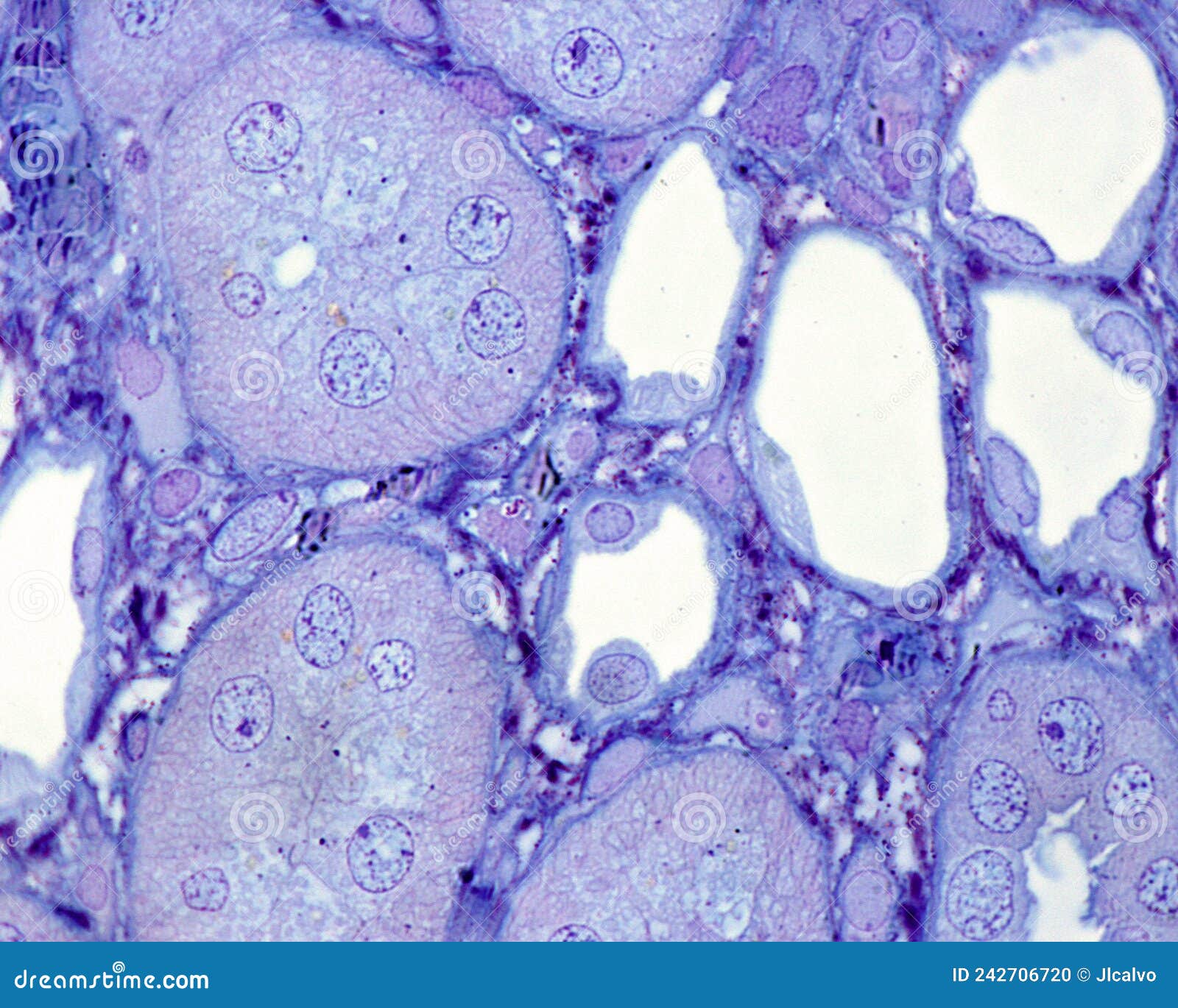 Kidney Medulla. Henleâ€™s Loop. 0â€™5 Âµm Thick Section Stock ...