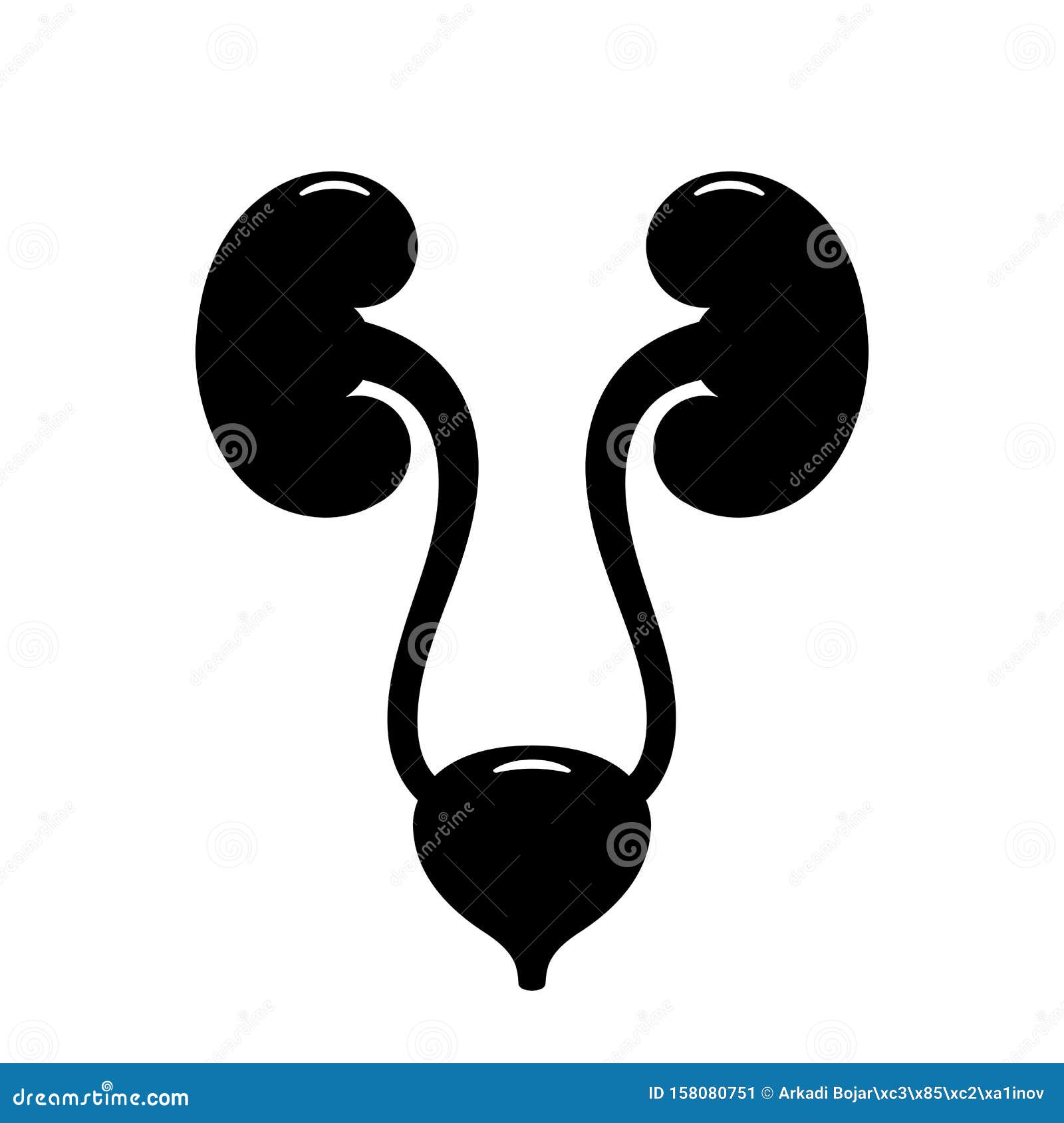 Vector Renal Human Kidney Organ Care. Kidney Disease Anatomy Medical ...