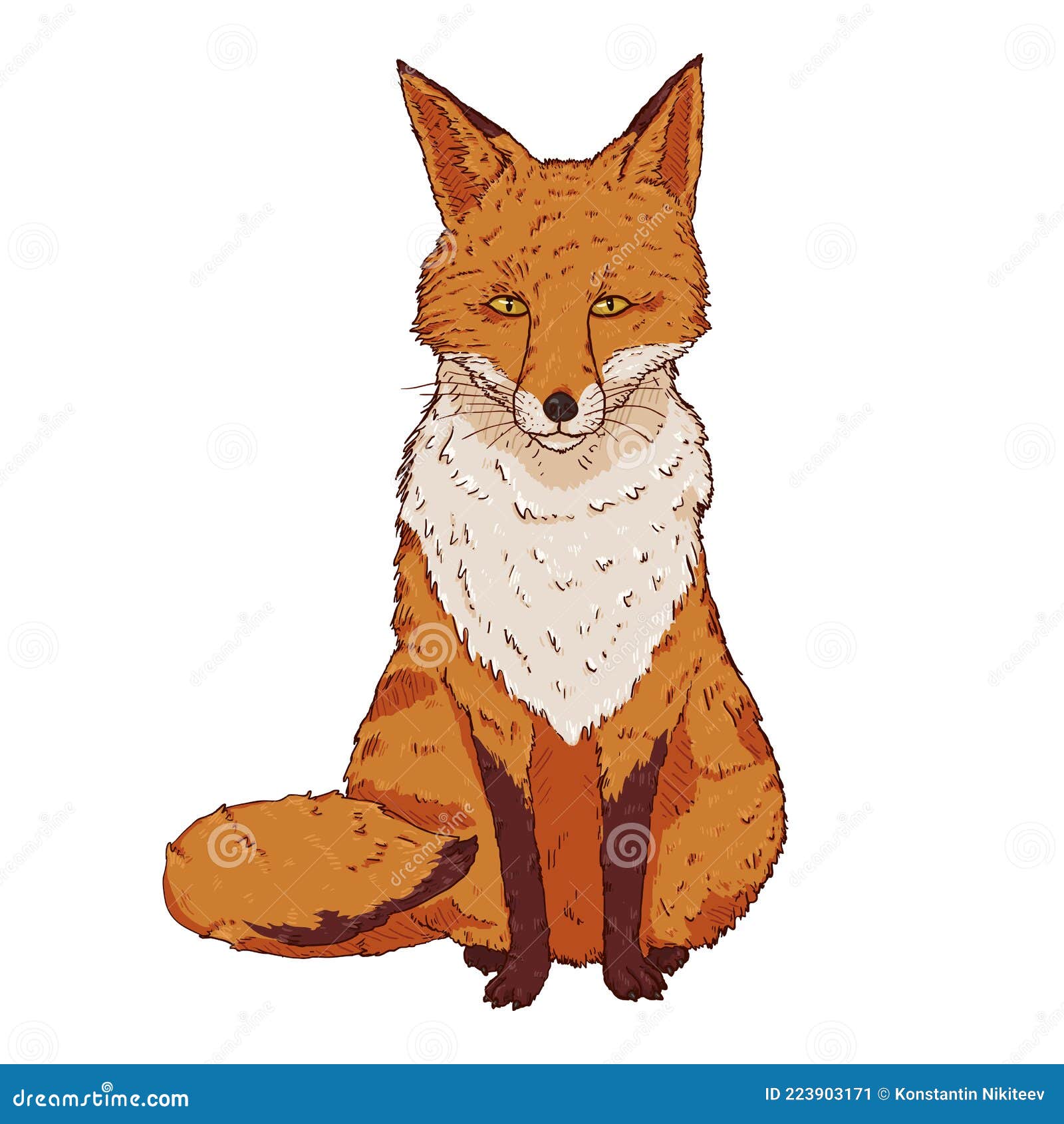 Renard Assis. Vue Frontale. Illustration Vectorielle Illustration de ...