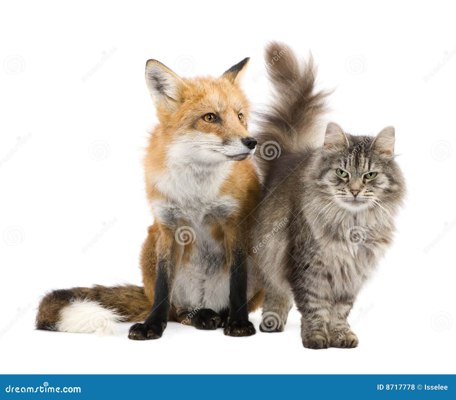 Renard de chat photo stock. Image du doux, coupure, domestique - 8717778
