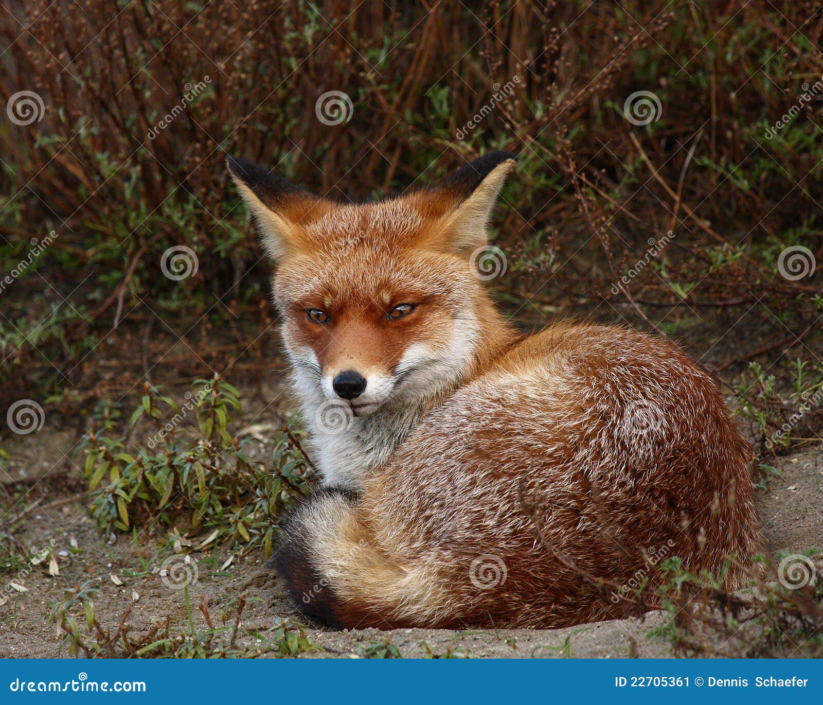 Renard rouge image stock. Image du verticale, rouge, chasse - 22705361