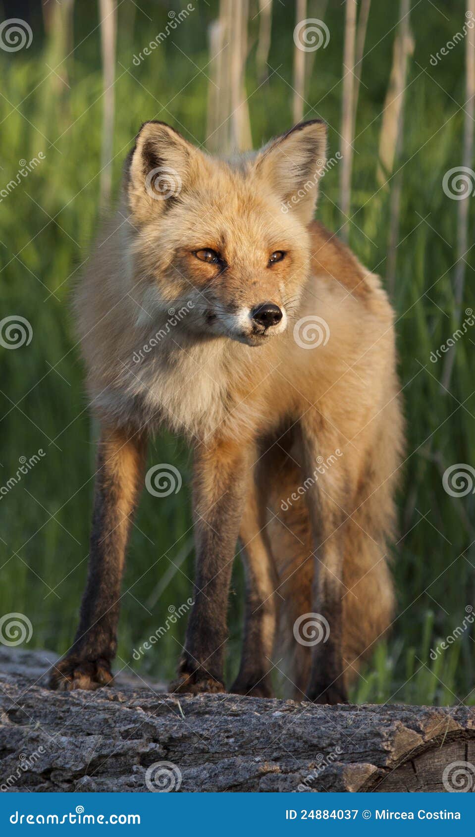 Renard rouge image stock. Image du faune, mammifères - 24884037