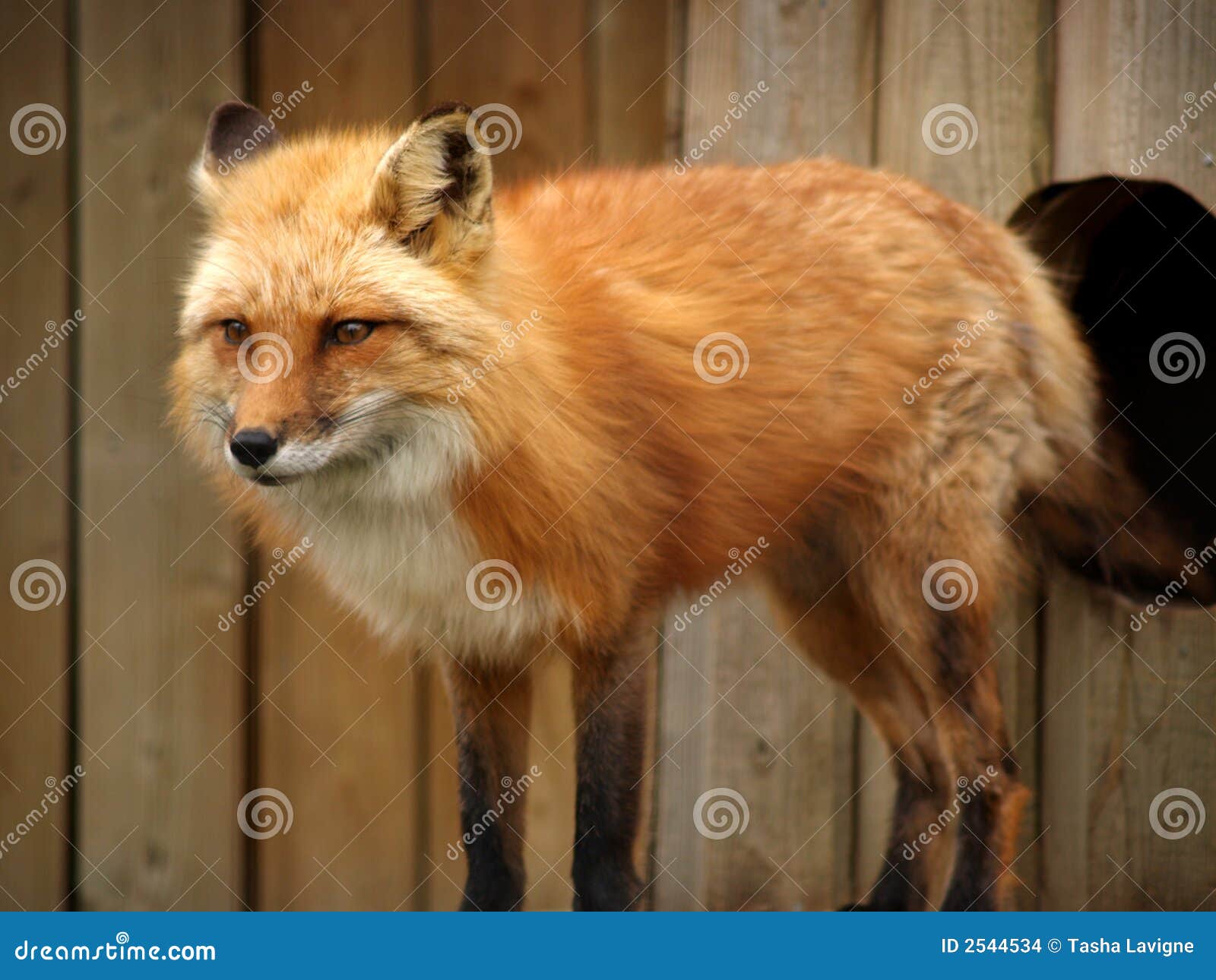 Renard rouge photo stock. Image du apprivoisé, faune, rouge - 2544534