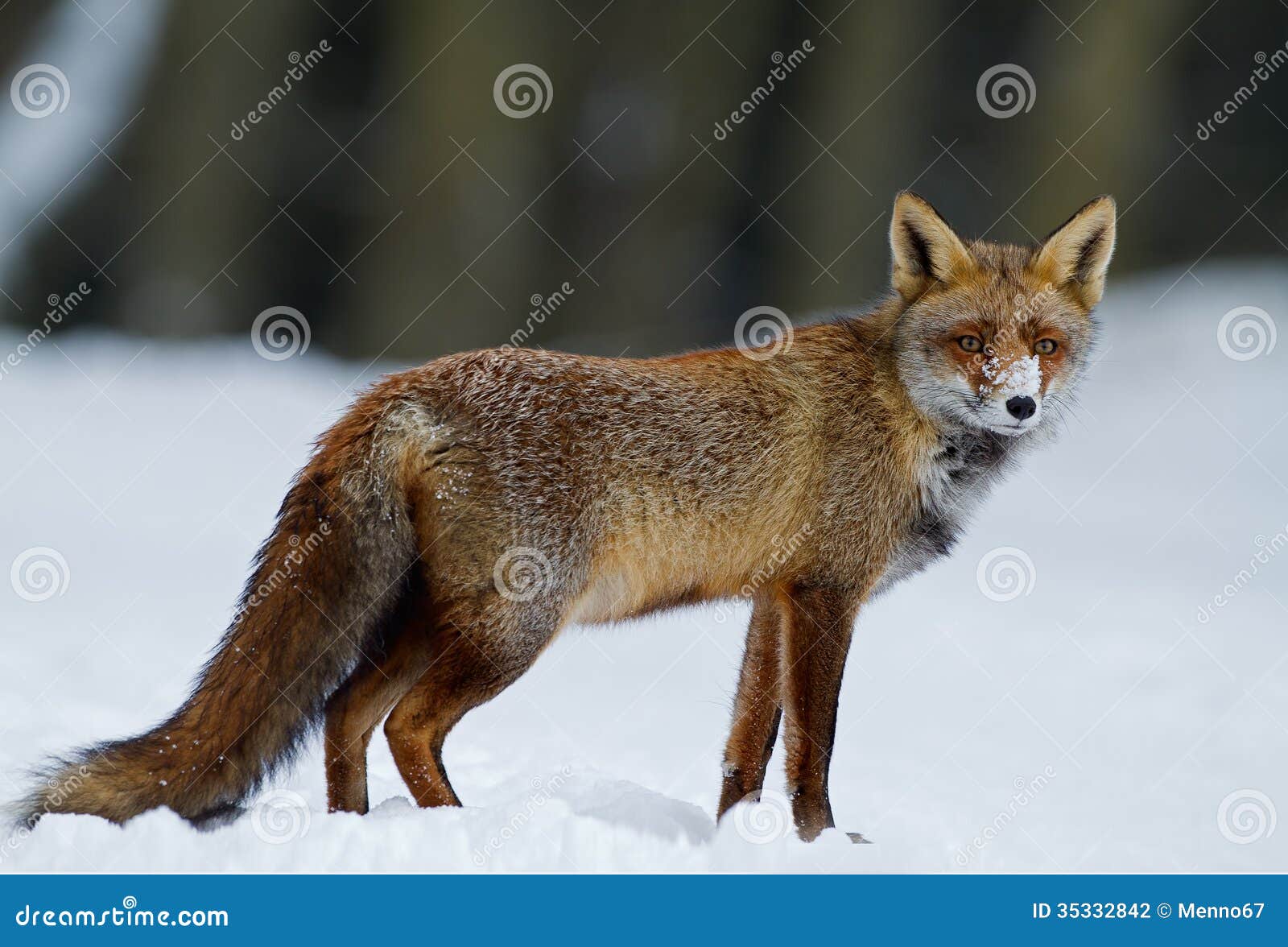 Renard rouge photo stock. Image du chéri, visage, orange - 35332842
