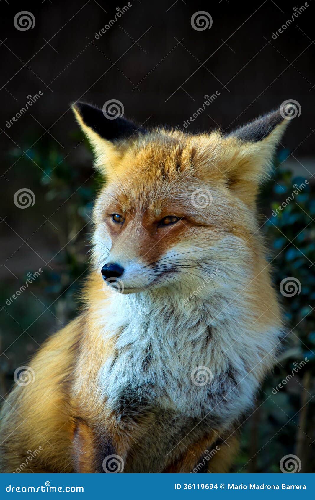 Renard rouge photo stock. Image du touffu, faune, bête - 36119694
