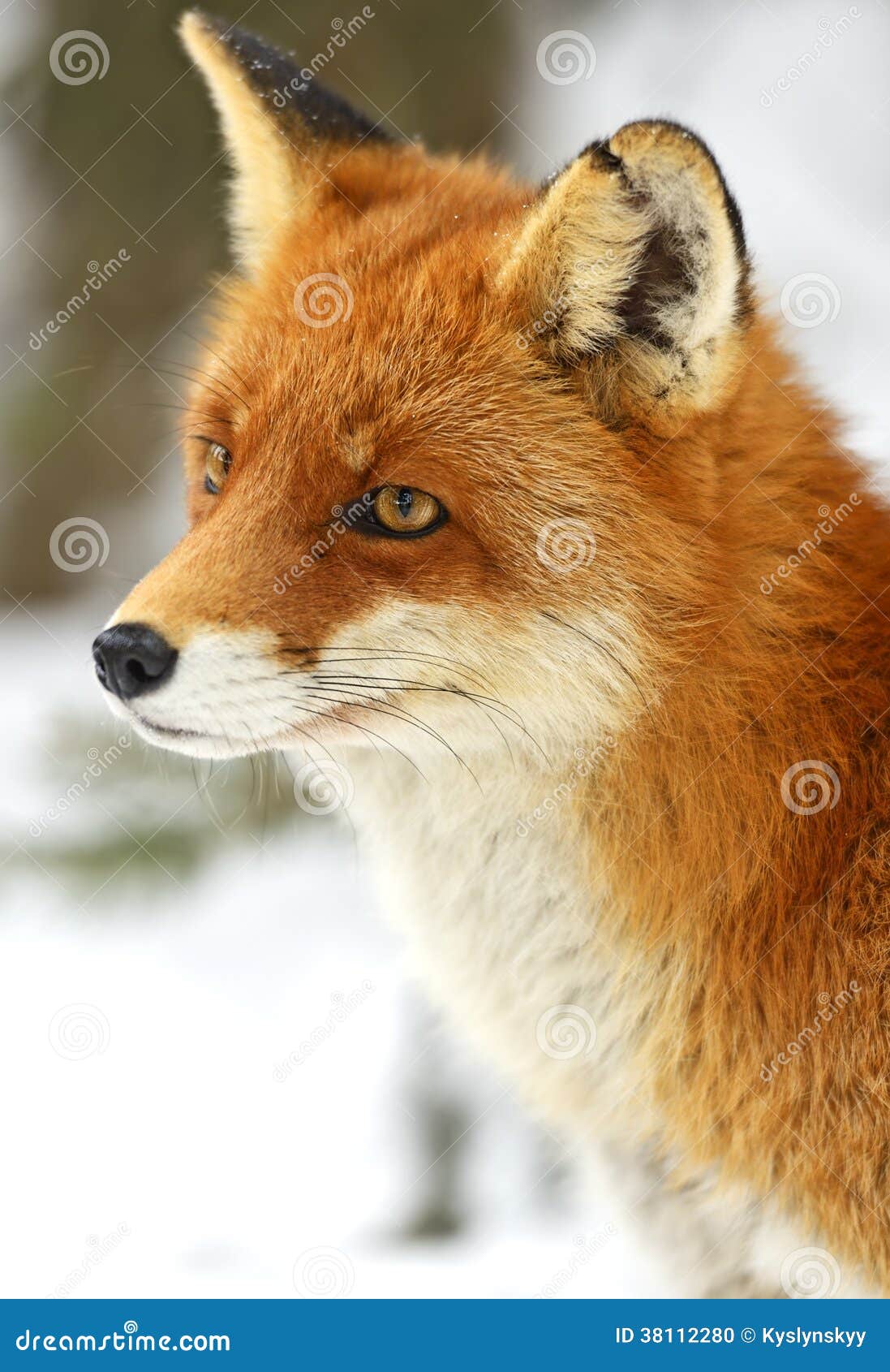 Renard rouge photo stock. Image du animaux, animal, habitat - 38112280