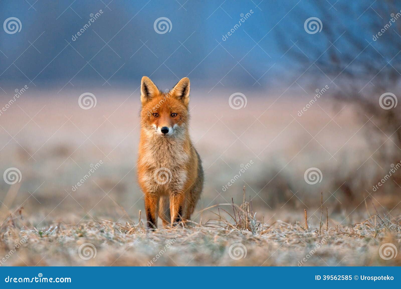 Renard rouge image stock. Image du faune, orange, extérieur - 39562585