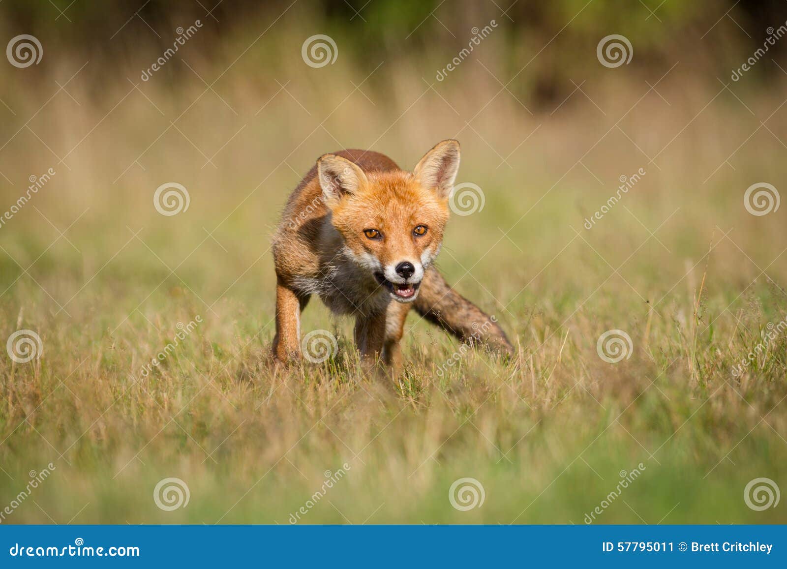 Renard rouge image stock. Image du renard, grand, normal - 57795011