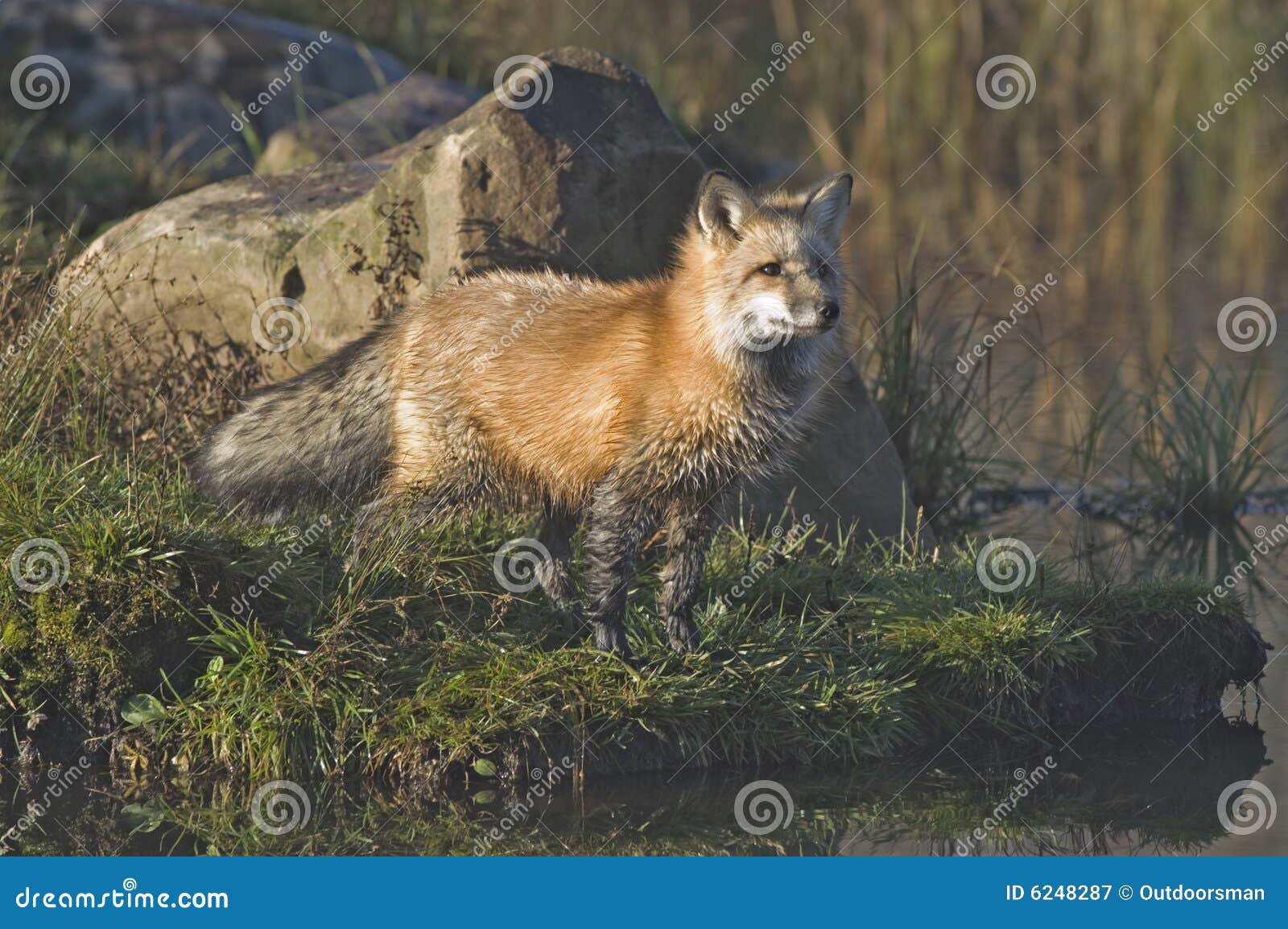 Renard rouge image stock. Image du renard, rouge, faune - 6248287