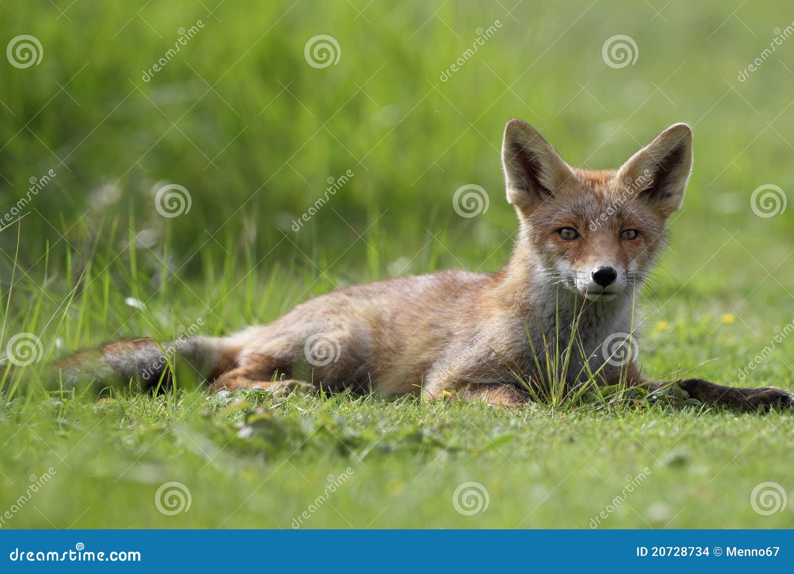 Renard Rouge De Petit Animal Photo stock - Image du velu, renard: 20728734