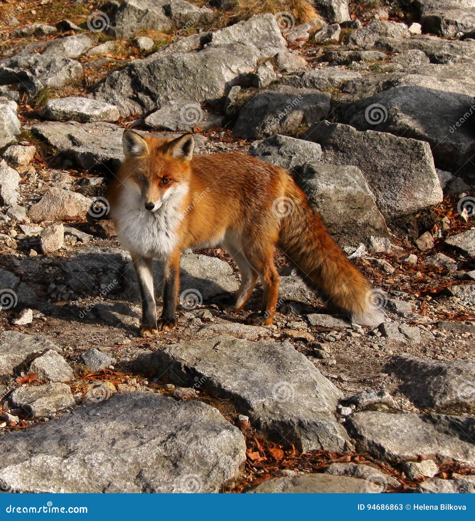 Renard Mignon Stock Images - Download 9,929 Photos