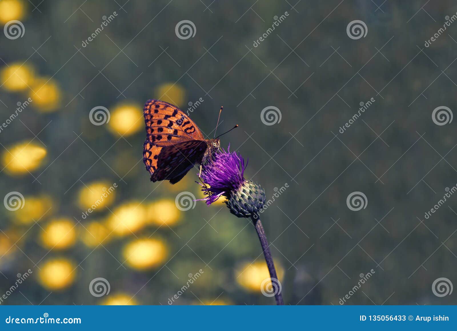 Renbo Butterfly Stock Photos - Free & Royalty-Free Stock Photos from ...
