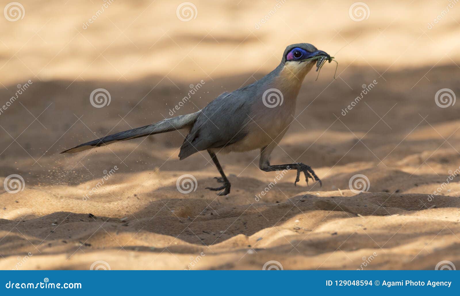 Running Coua Stock Photos - Free & Royalty-Free Stock Photos from ...