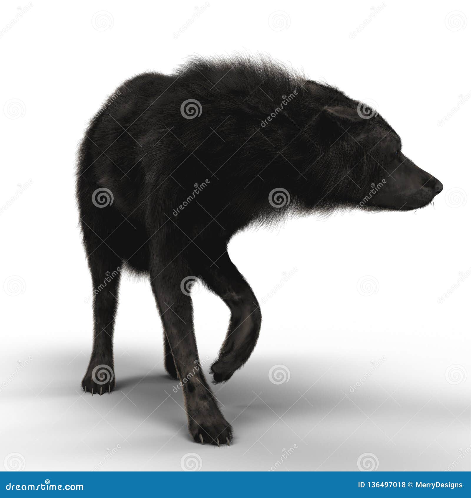 Rendendo Wolf Cowering Preto Foto de Stock - Ilustração de distância ...