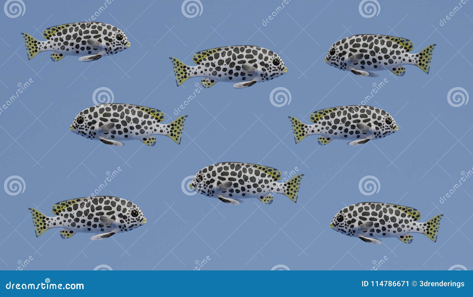 Render of Andaman Sweetlips Fish Stock Illustration - Illustration of ...