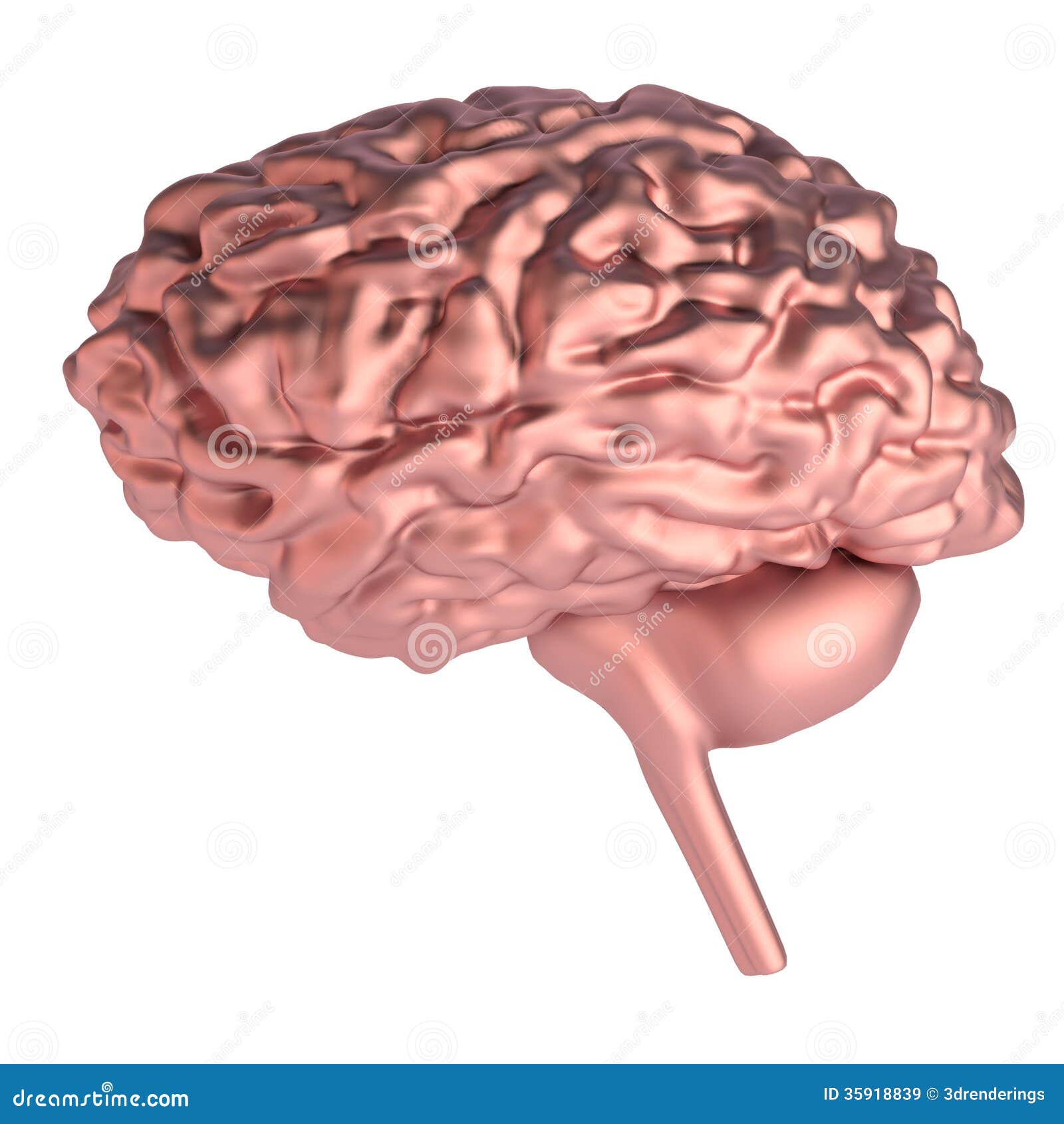 Render of brain stock illustration. Illustration of object - 35918839